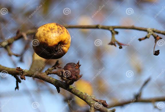 Decayed apple on tree stock image. Image of decayed - 154946059