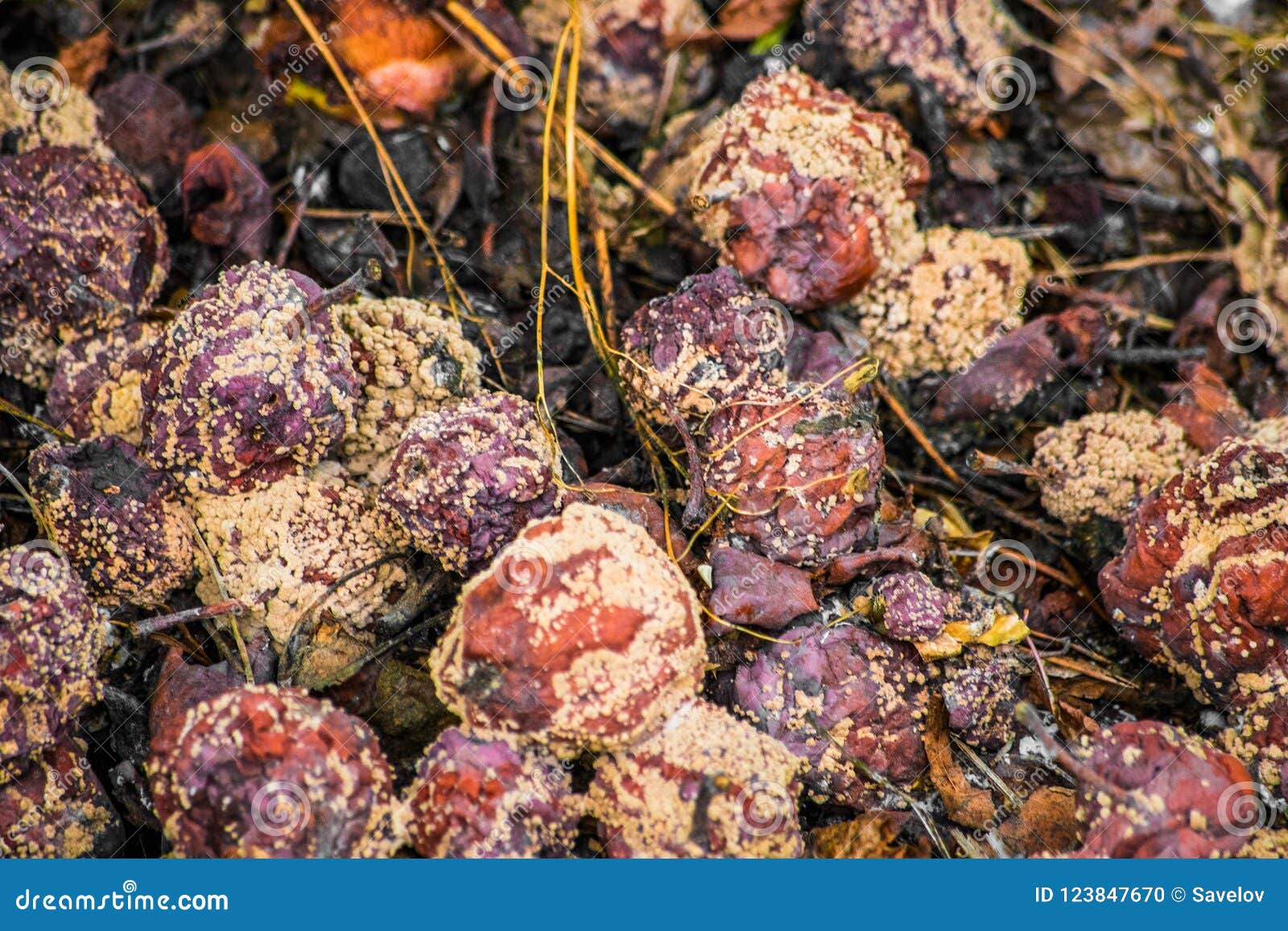 Decayed Apples on the Grass Stock Photo - Image of outdoor, crop: 123847670
