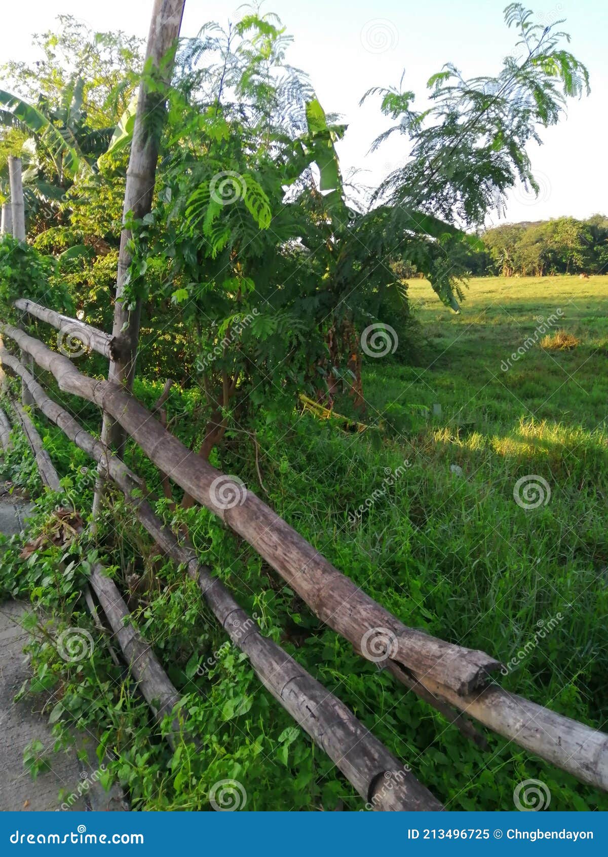 Decayed Bamboo Shaft Fence on Grassland Stock Image - Image of fence ...