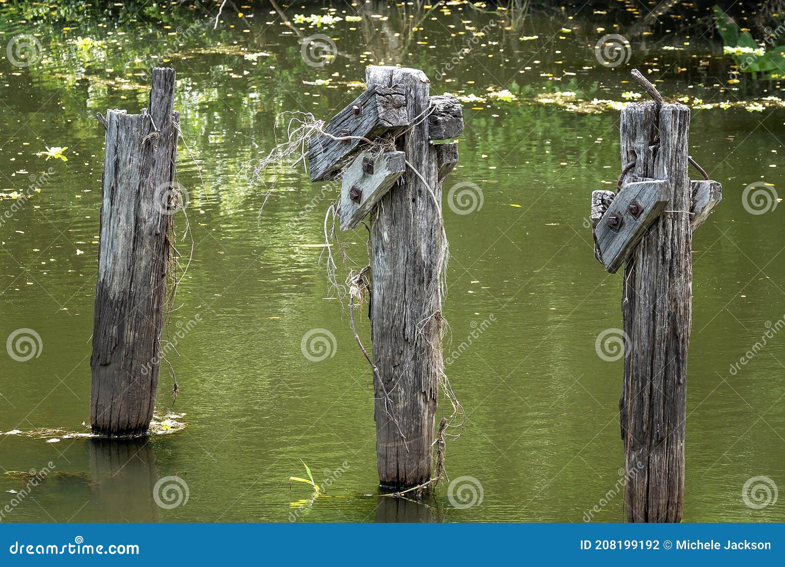 Decayed Bridge Posts stock photo. Image of country, branches - 208199192