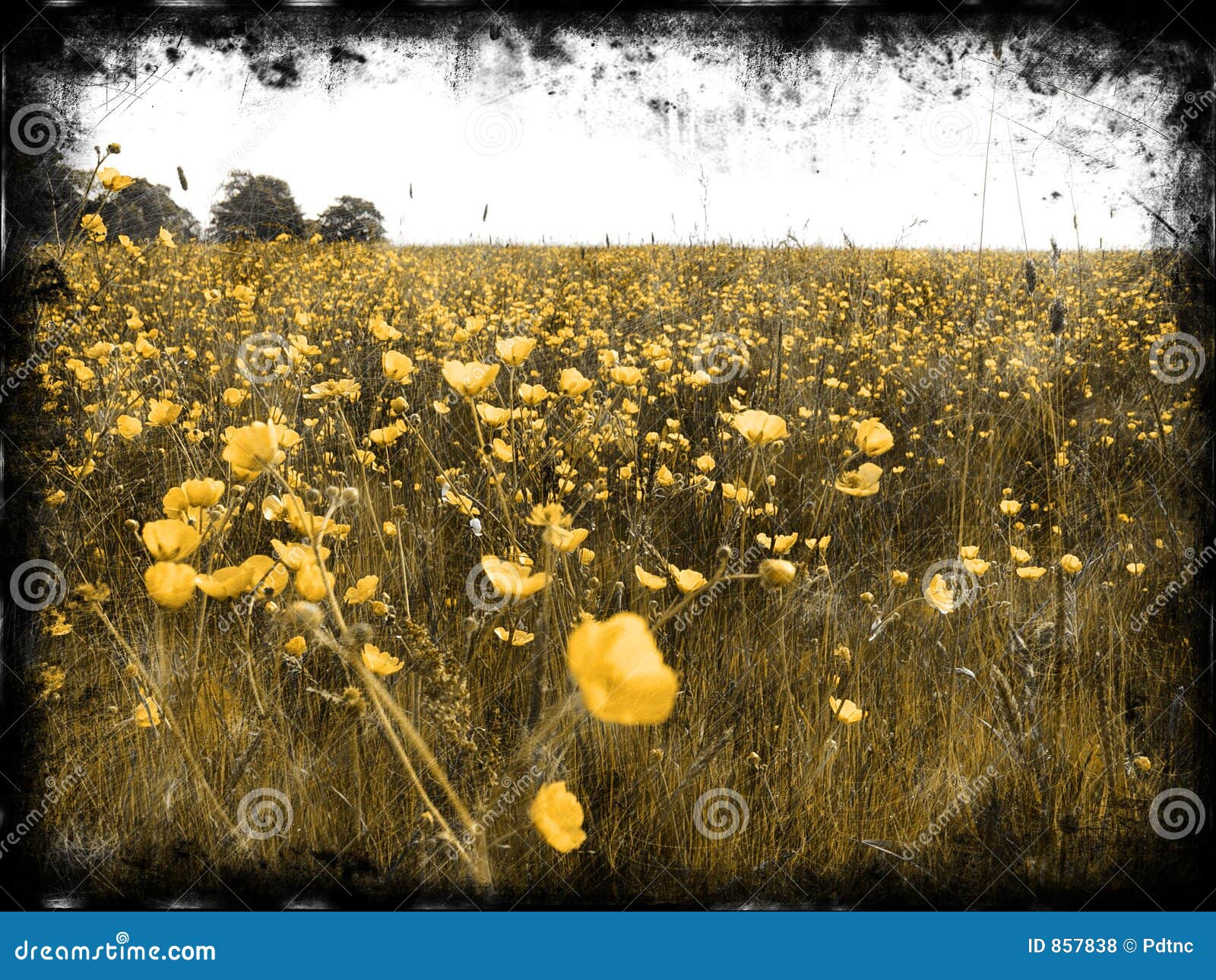Decayed Buttercup Fields stock photo. Image of land, aged - 857838