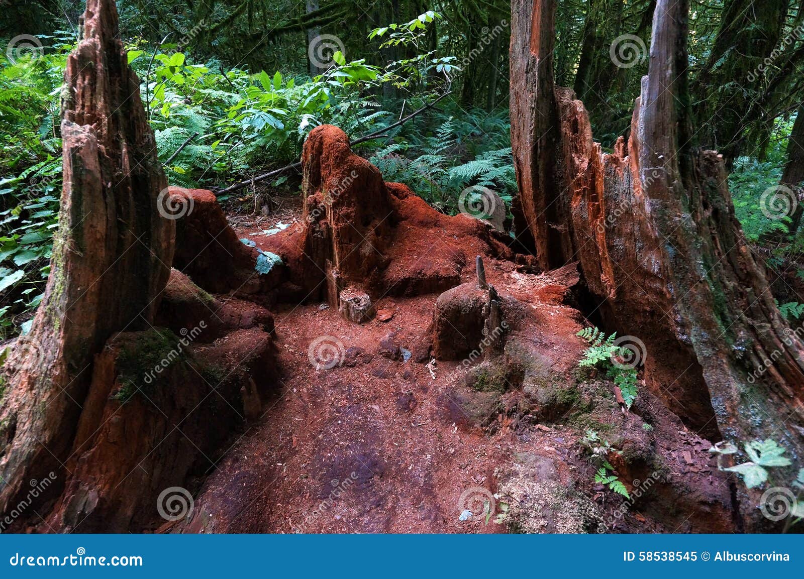 Decayed Cedar Tree stock image. Image of sawdust, decaying - 58538545