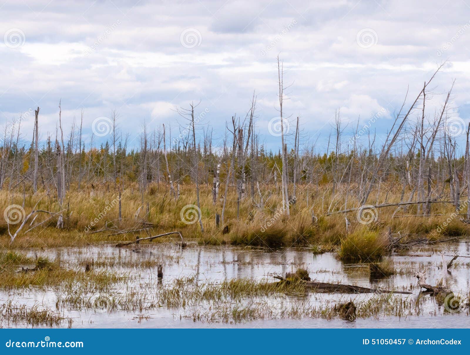 Decayed dry trees in swamp stock image. Image of nature - 51050457