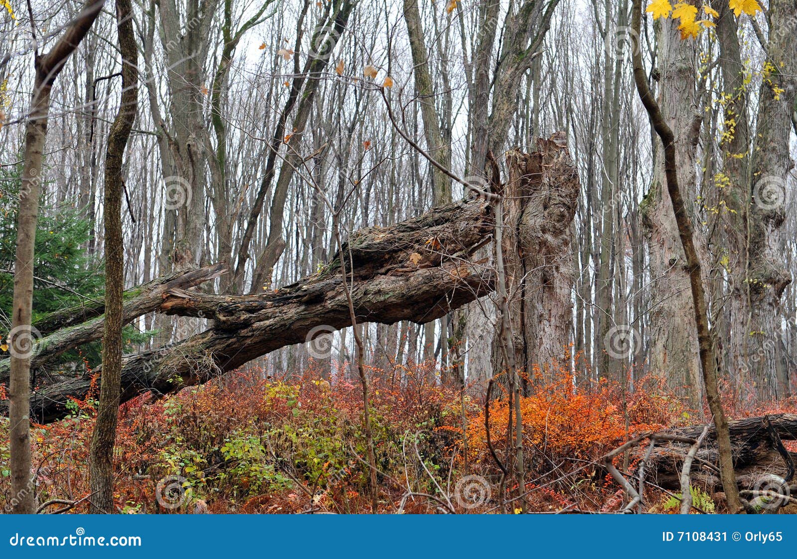 Decayed Fallen Tree stock image. Image of tree, broken - 7108431