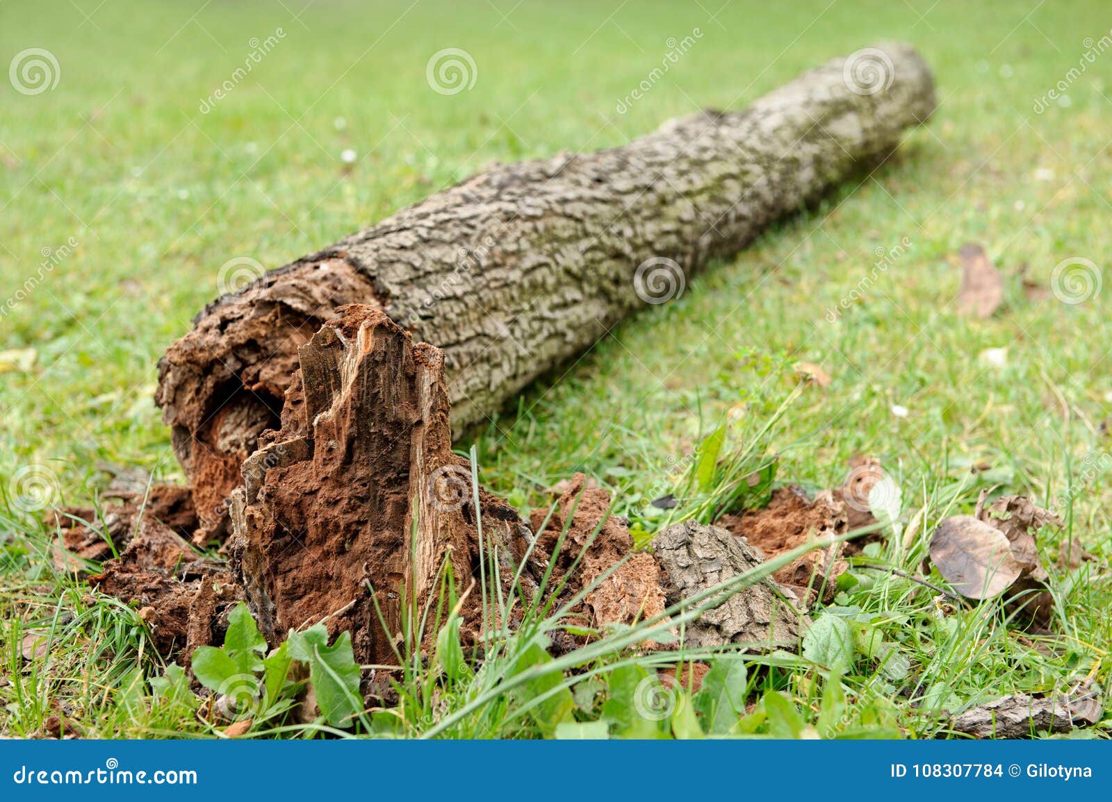 Decayed fallen tree stock photo. Image of carious, fallen - 108307784