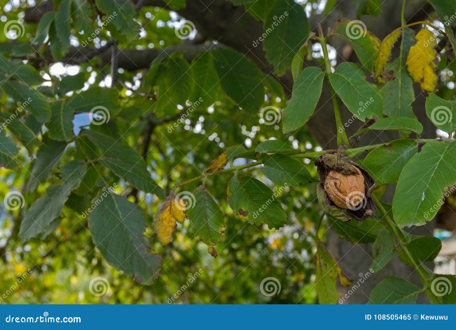 Decayed Fruit Cover of Walnut Revealing a Wrinkly Hard Shell See Stock ...