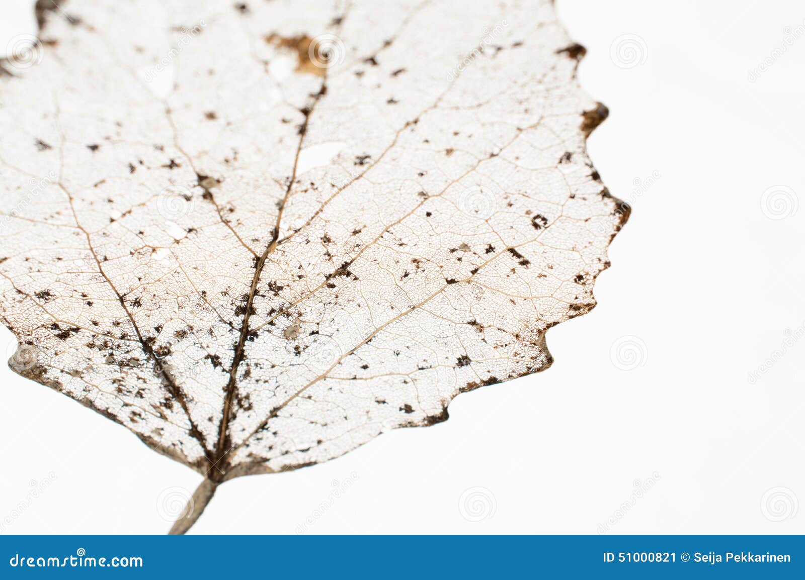 Decayed leaf abstract stock image. Image of flora, sheer - 51000821