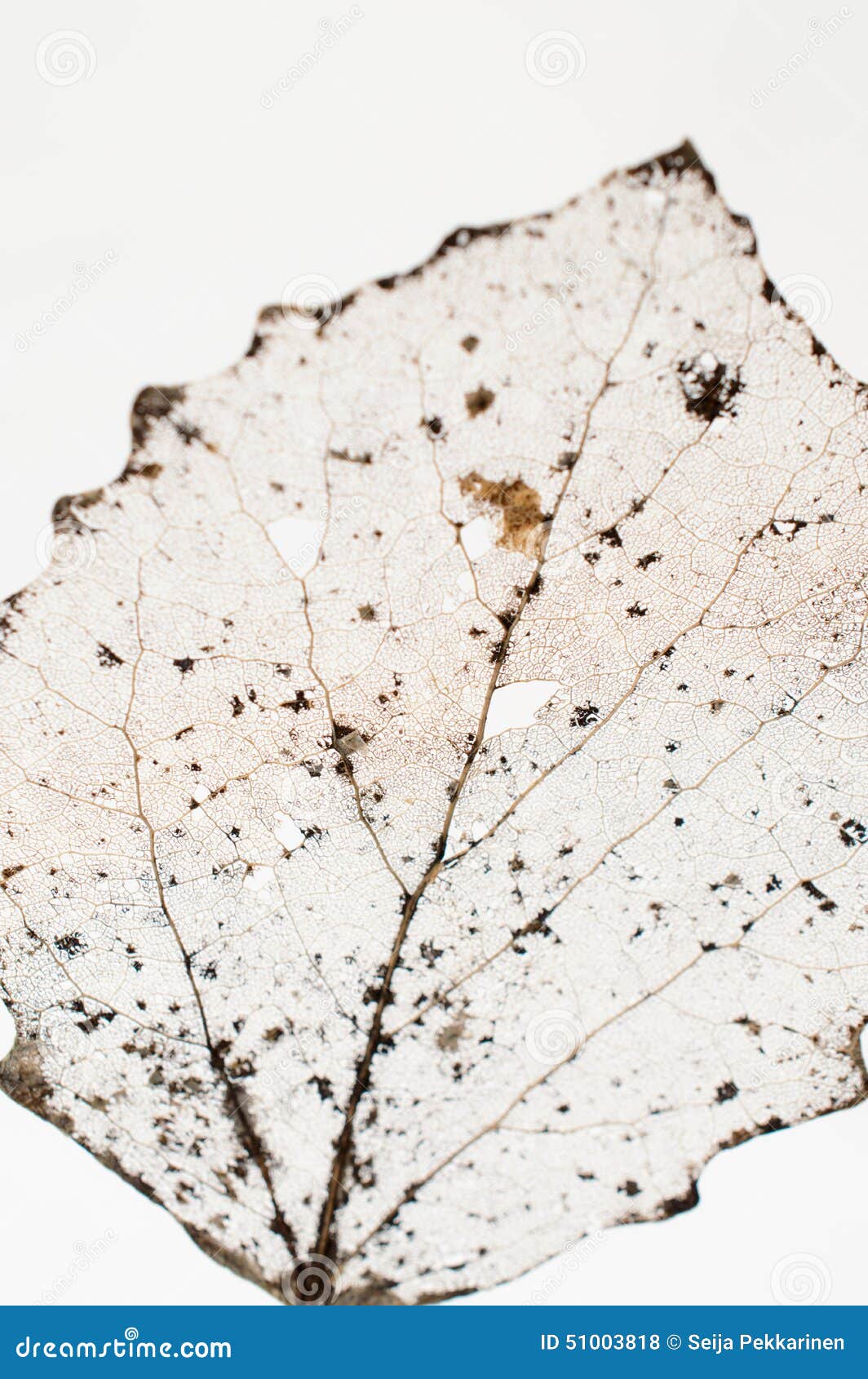 Decayed leaf abstract stock photo. Image of macro, detail - 51003818