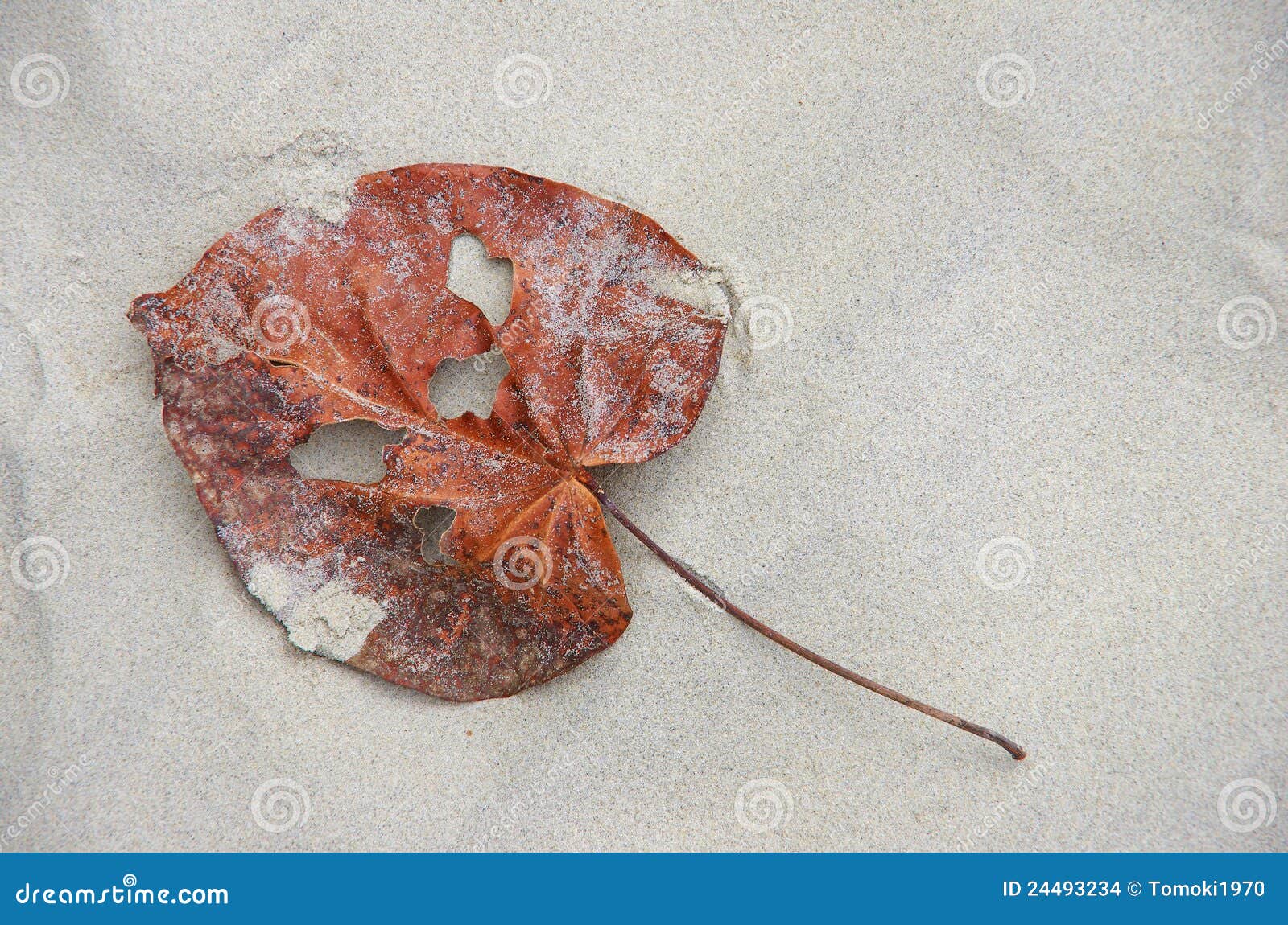 A Decayed Leaf on the Beach Stock Photo - Image of coast, cairns: 24493234