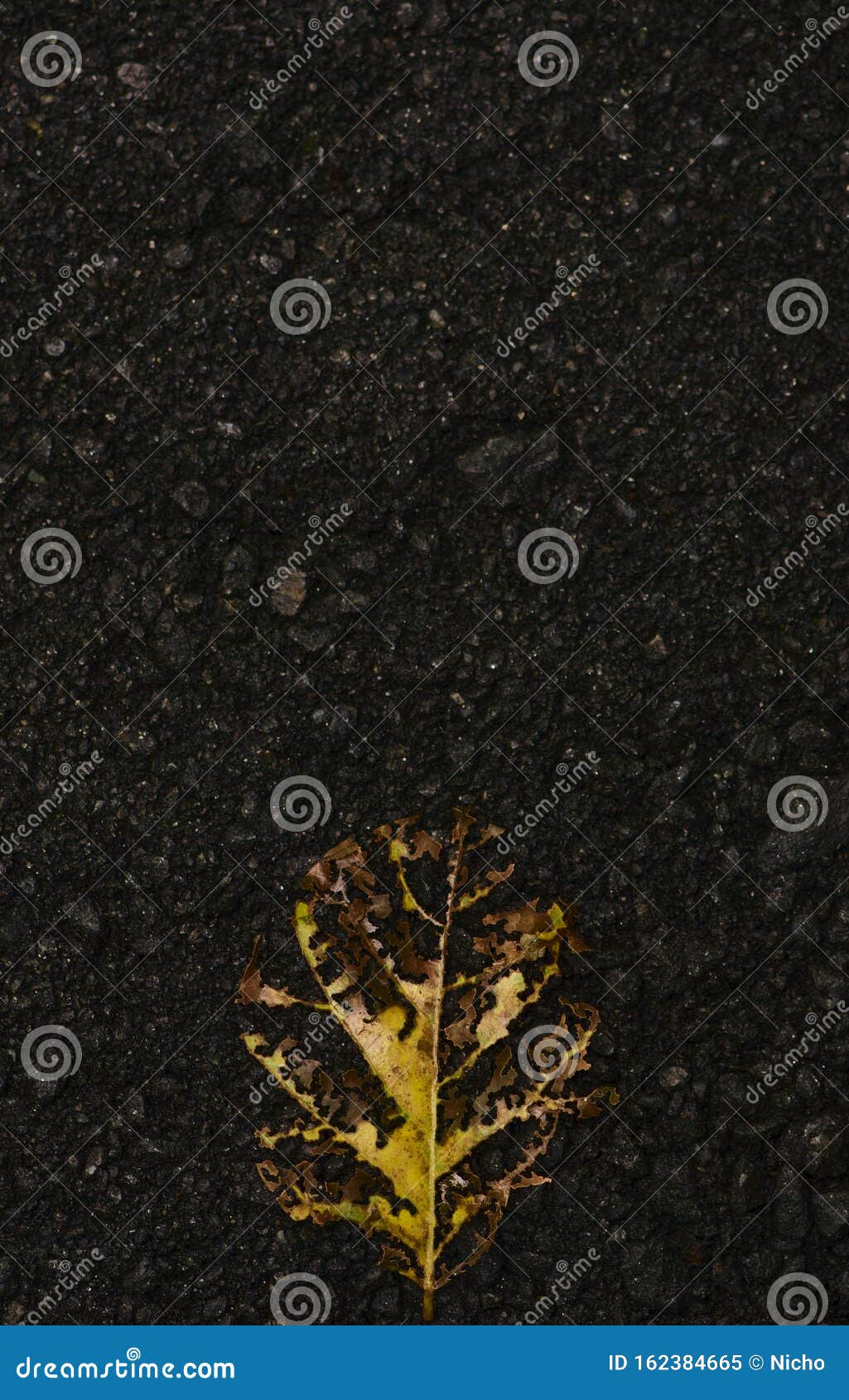 A Decayed Leaf Flat Against the Road Surface. Stock Image - Image of ...