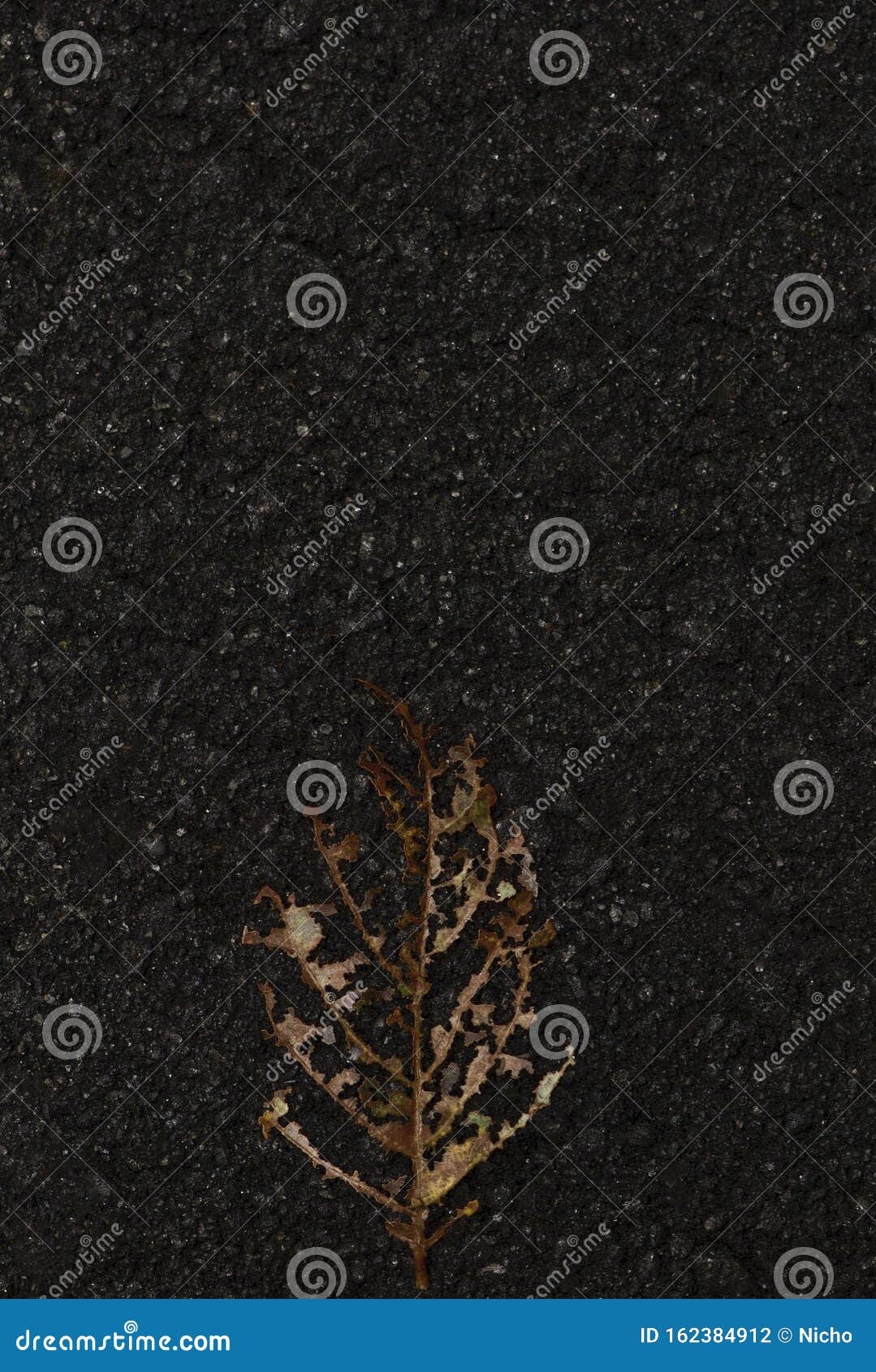 A Decayed Leaf Flat Against the Road Surface. Stock Photo - Image of ...
