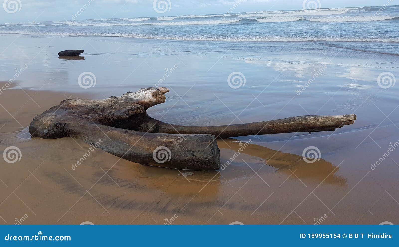Decayed log and the beach stock photo. Image of ocean - 189955154