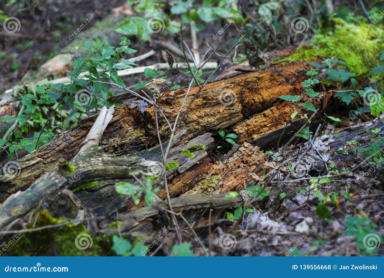 Decayed log in the forest stock photo. Image of morass - 139556668