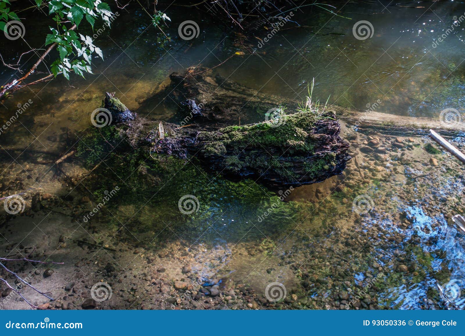 Decayed Log in Stream stock photo. Image of abstract - 93050336