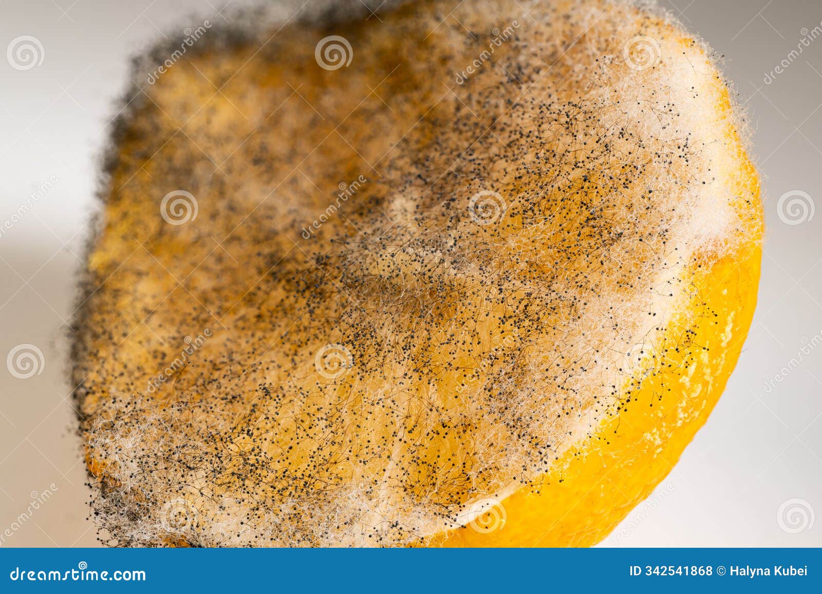 Decayed Orange with Mold Growth Showcasing Spoilage and Fungal ...
