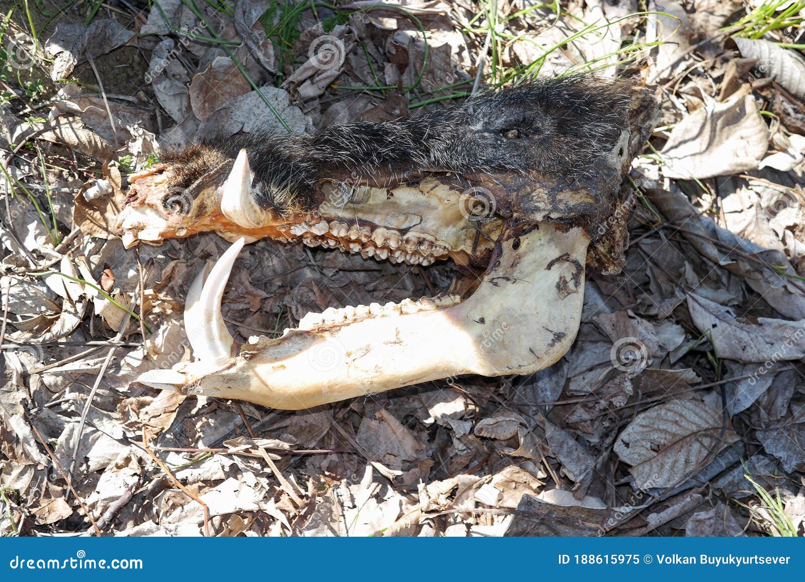 Decayed Pig Skull, Teeth, Hairy. Stock Image - Image of wood, teeth ...