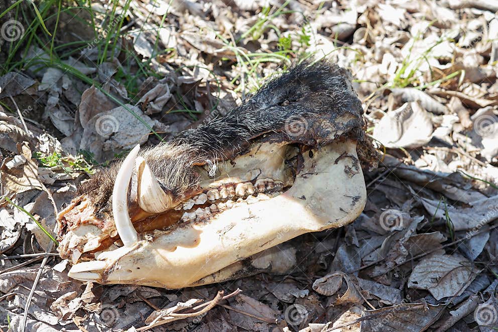 Decayed Pig Skull, Teeth, Hairy. Stock Photo - Image of hairy, skull ...