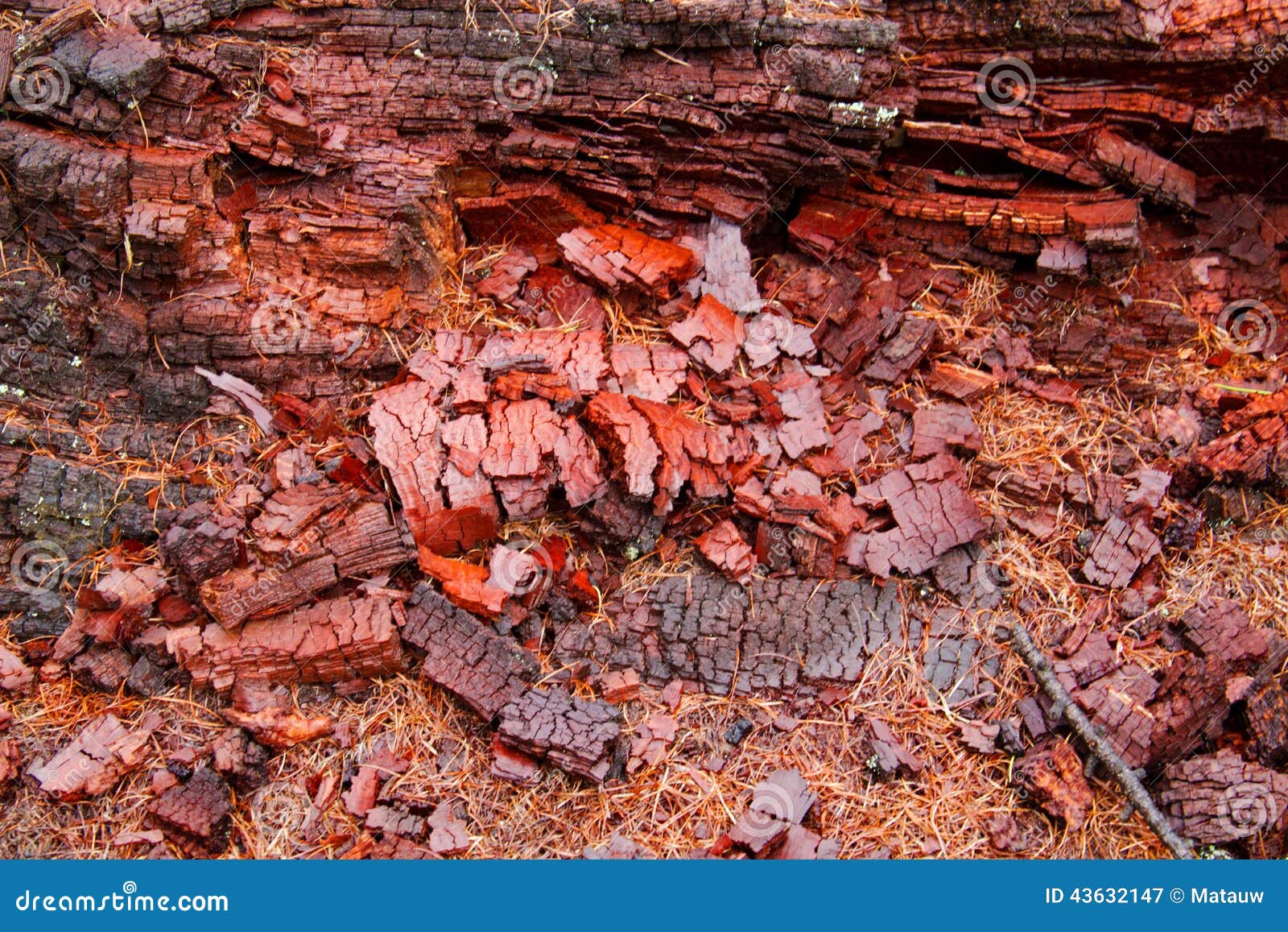 Decayed pine wood stock image. Image of background, damaged - 43632147