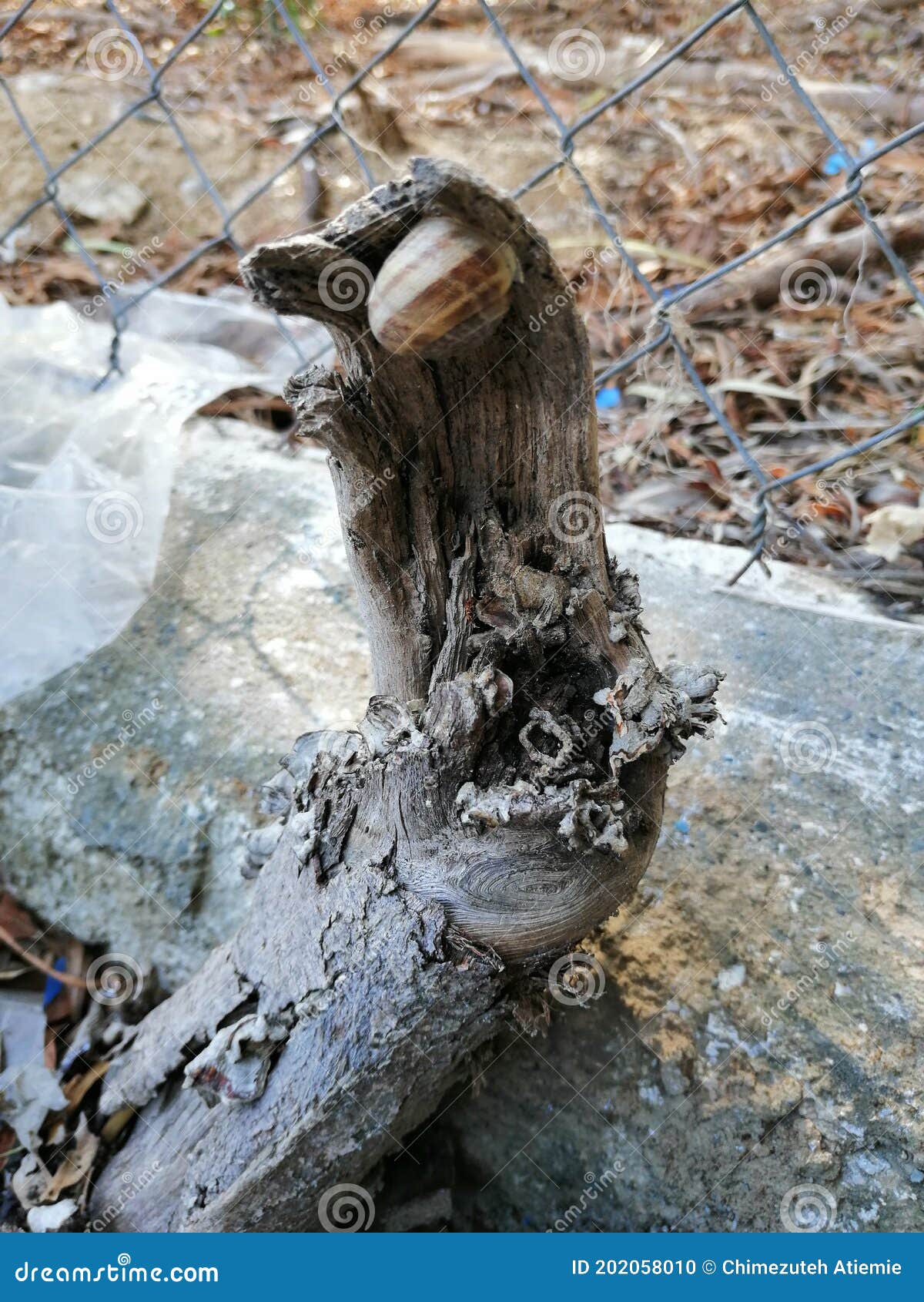 A decayed plant stock photo. Image of soil, snow, leaf - 202058010