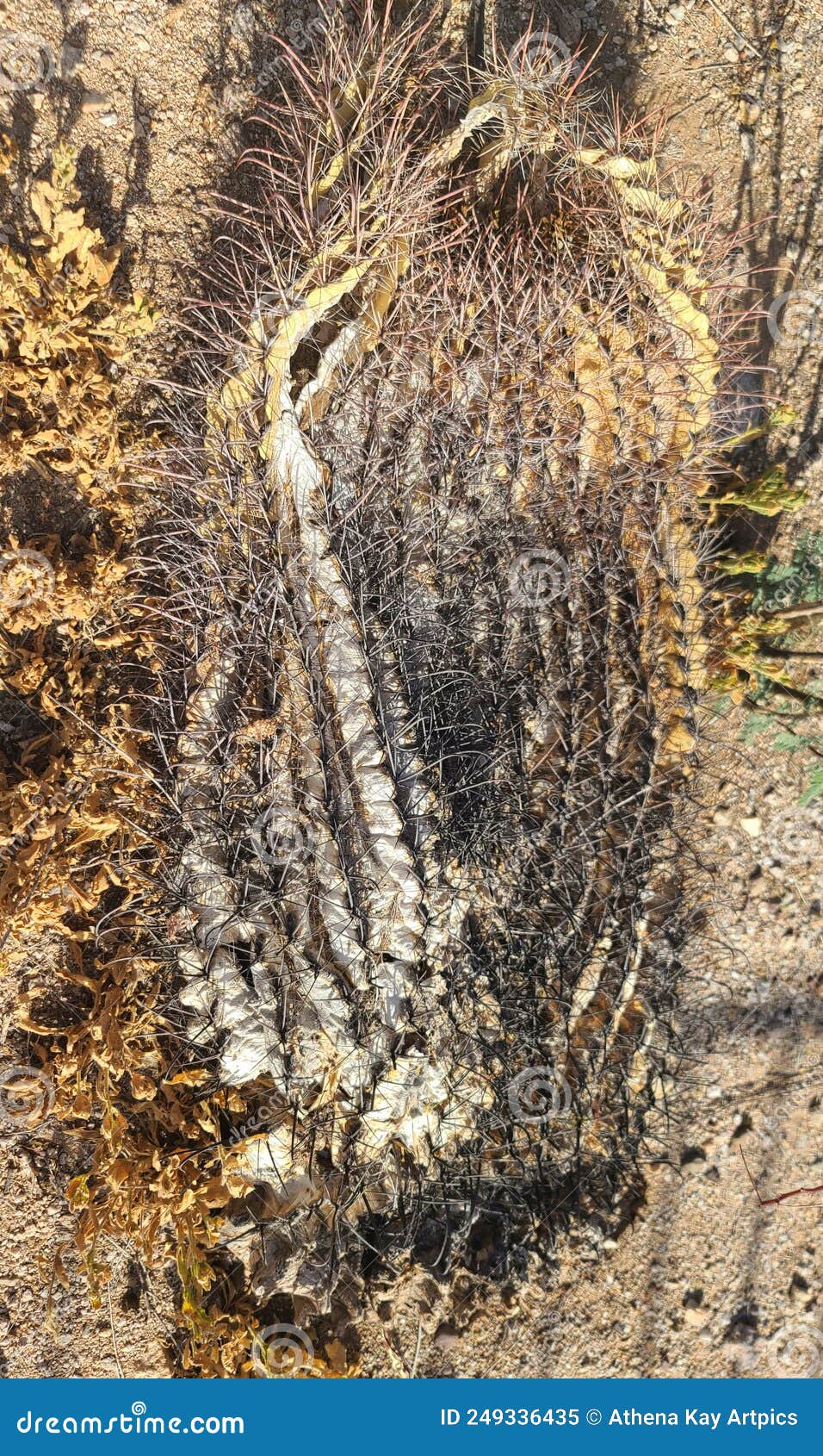 Decayed Smashed Barrel Cactus Skelton Shell Texture Plant Organic ...