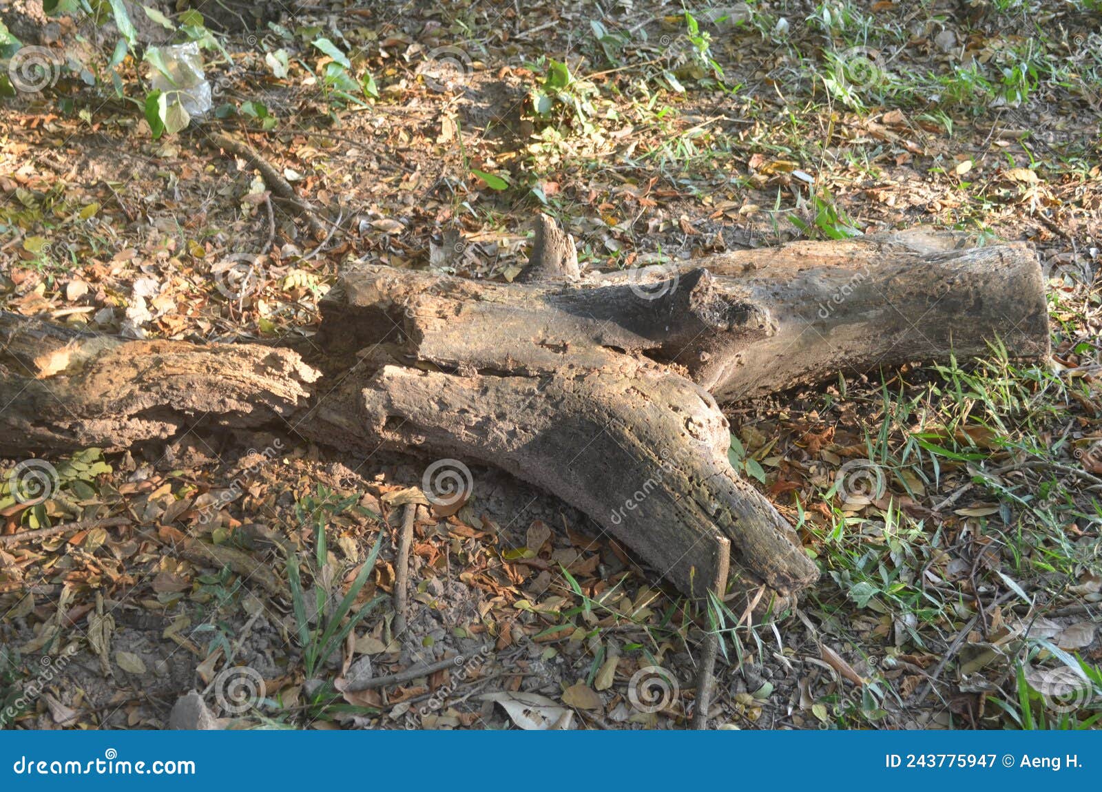 Decayed timber. stock image. Image of block, greensward - 243775947