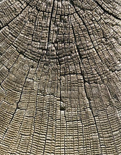 Decayed timber surface stock image. Image of ring, detail - 25149647