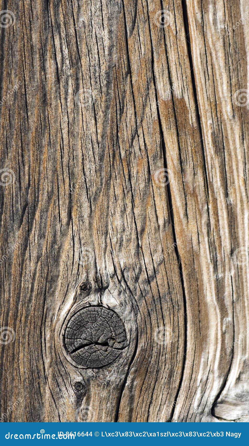 Decayed timber texture stock photo. Image of worn, background - 8616644