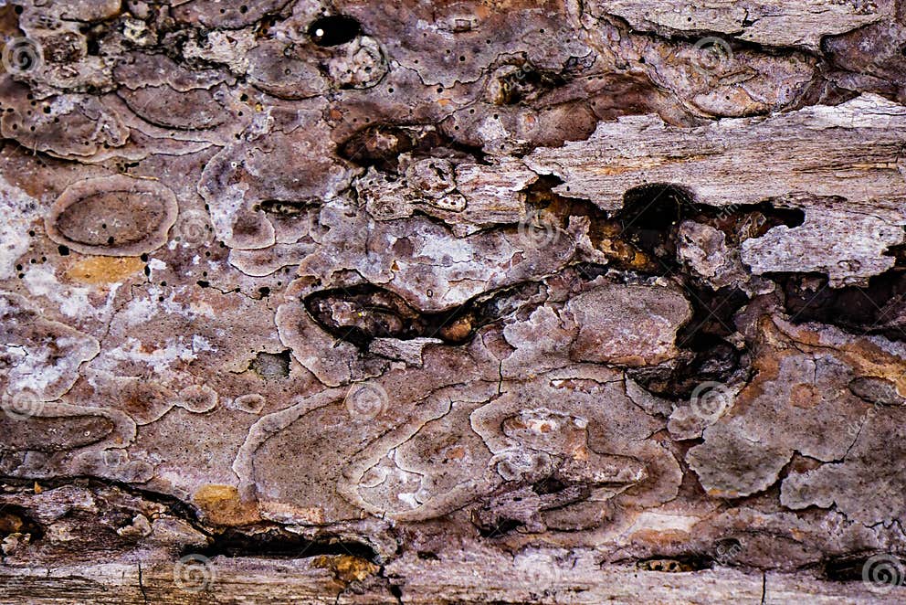 Decayed Tree Bark stock photo. Image of detail, bark - 99541410