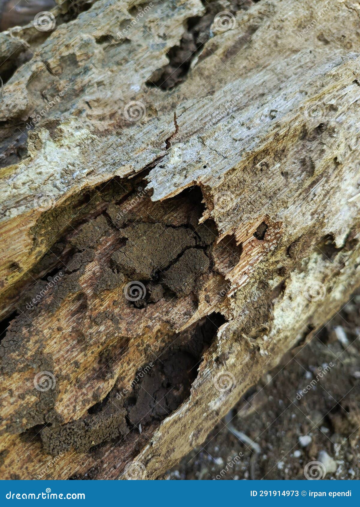 This is decayed tree stock image. Image of nature, closeup - 291914973