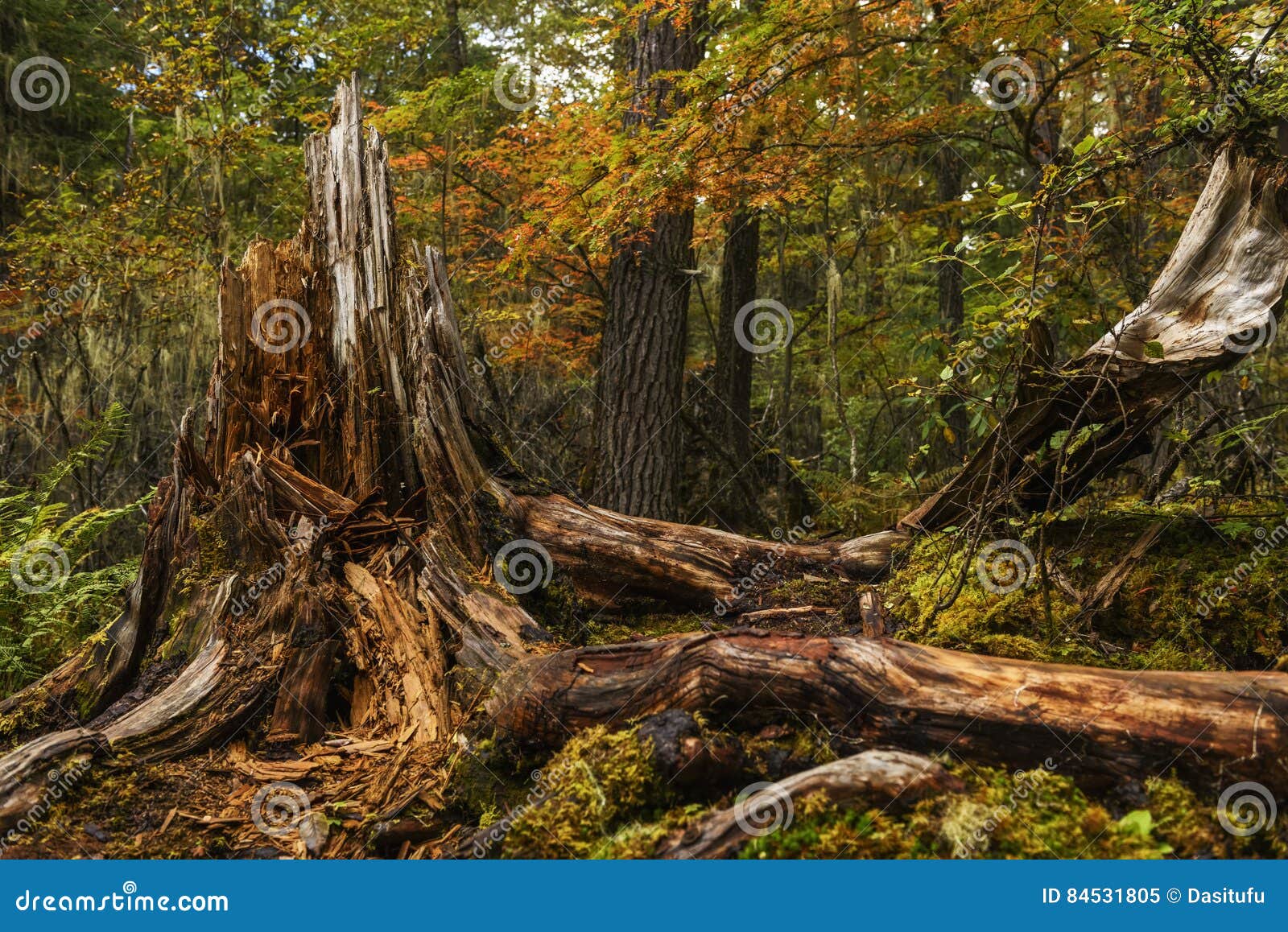 Decayed tree stock image. Image of decayed, dead, nature - 84531805