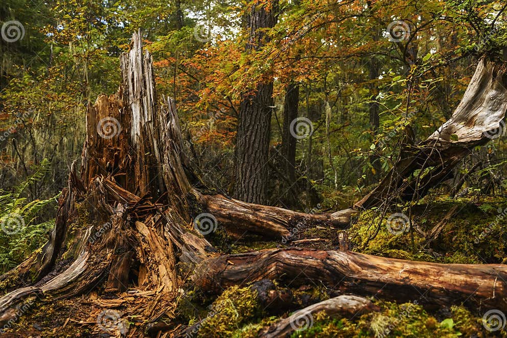 Decayed tree stock image. Image of decayed, dead, nature - 84531805