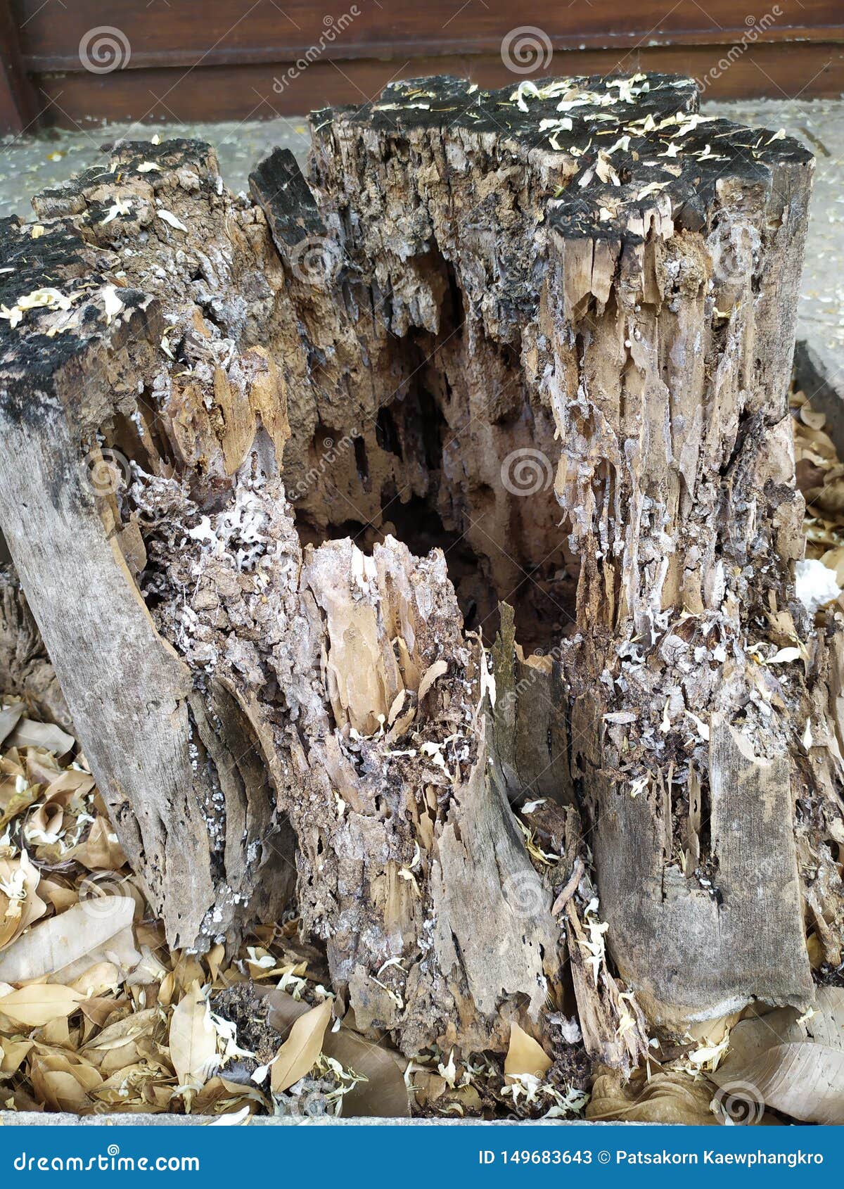 Decayed tree Stump stock image. Image of closeup, decayed - 149683643