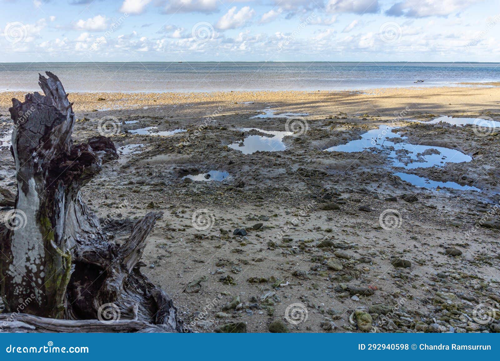 A Decayed Tree Stump on a Rough Sandy Beach Stock Photo - Image of ...