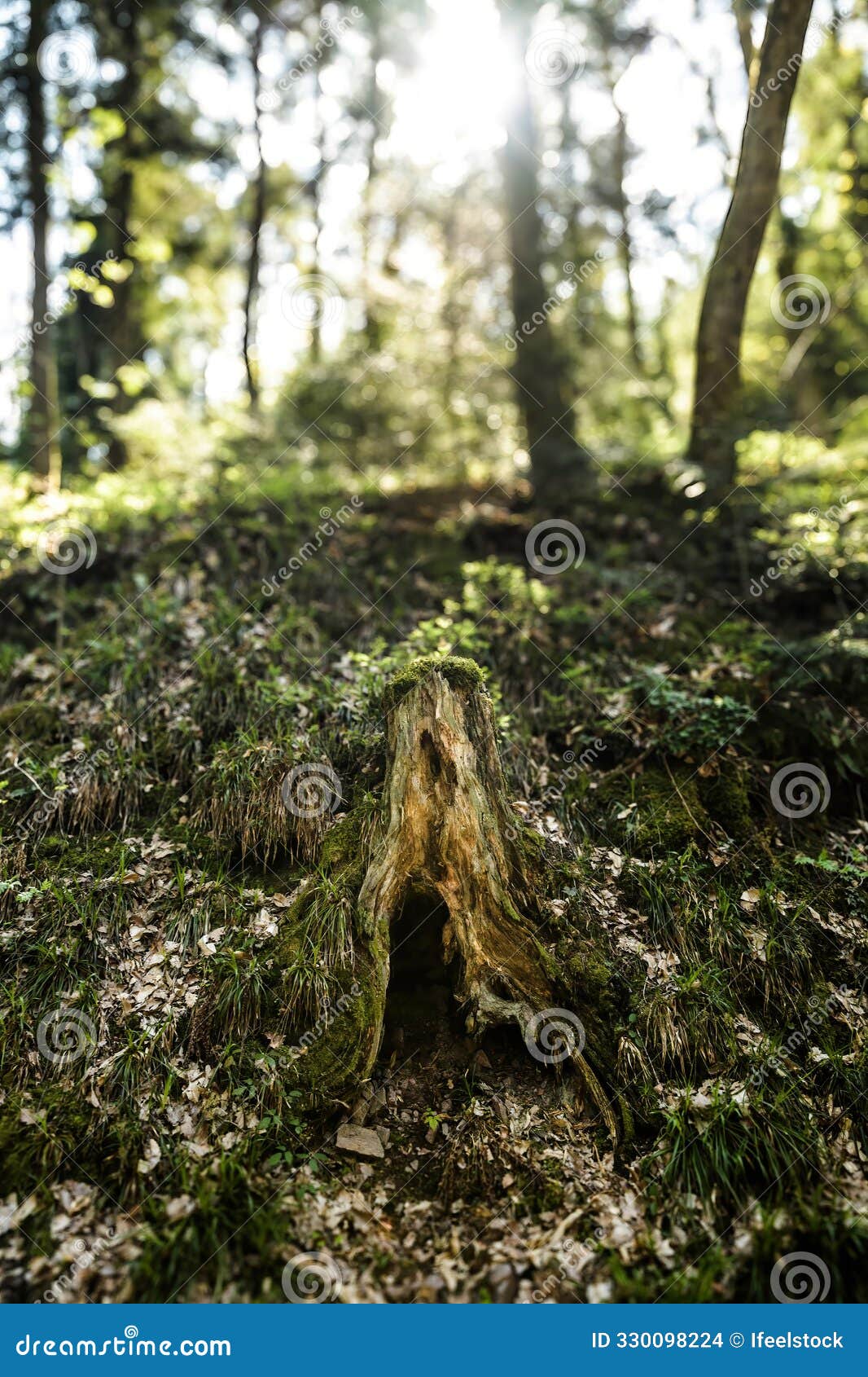 An Old, Decayed Tree. Stock Photography | CartoonDealer.com #124118372