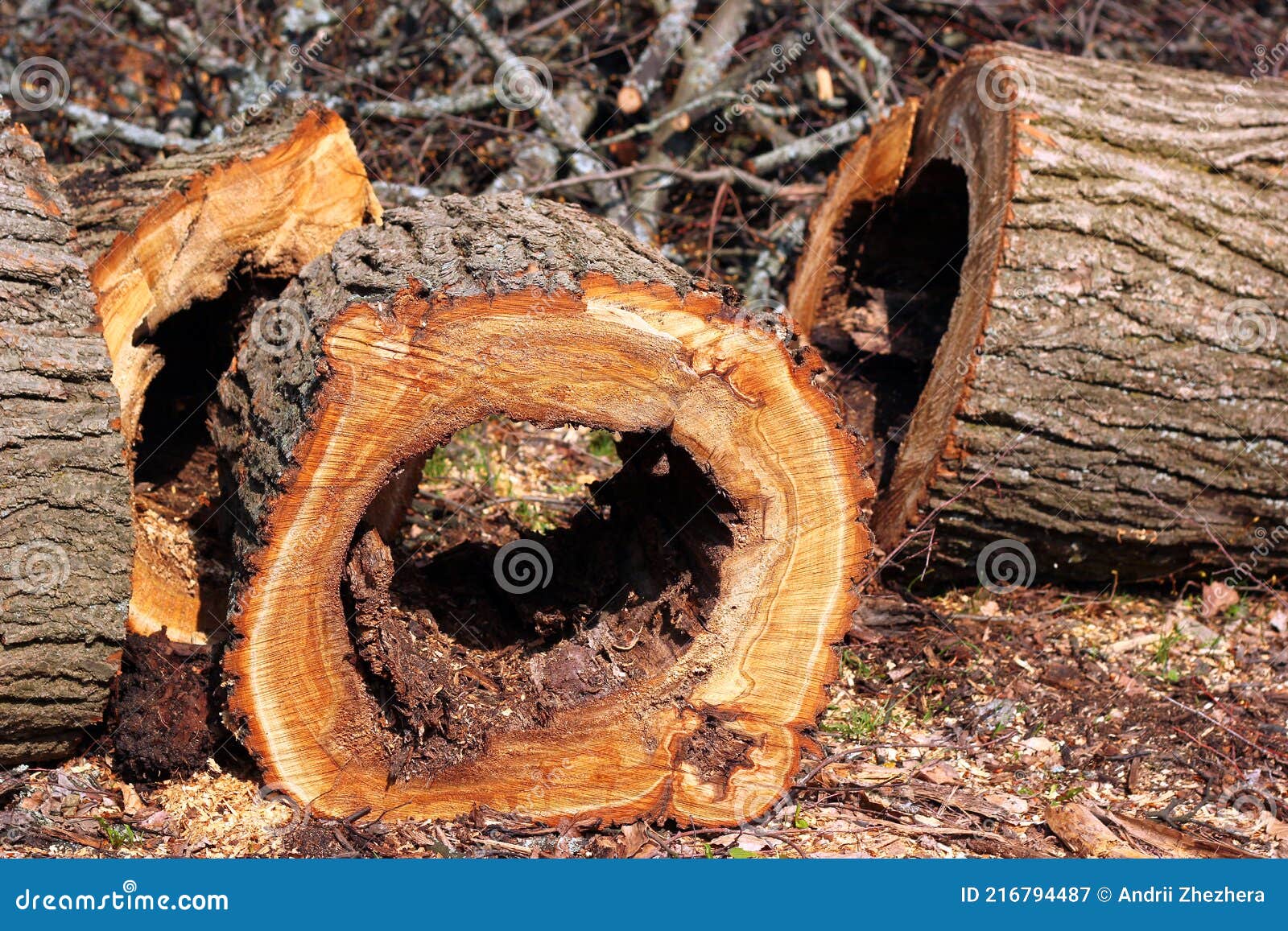 Decayed Tree Trunk, Cut Down Touchwood Used for Timber Stock Image ...