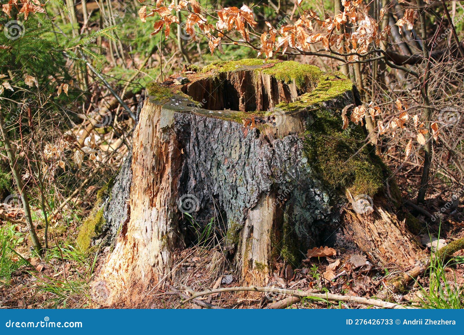 Decayed Tree Stumps By The Sea The Background Is Blue Sky Stock Image ...