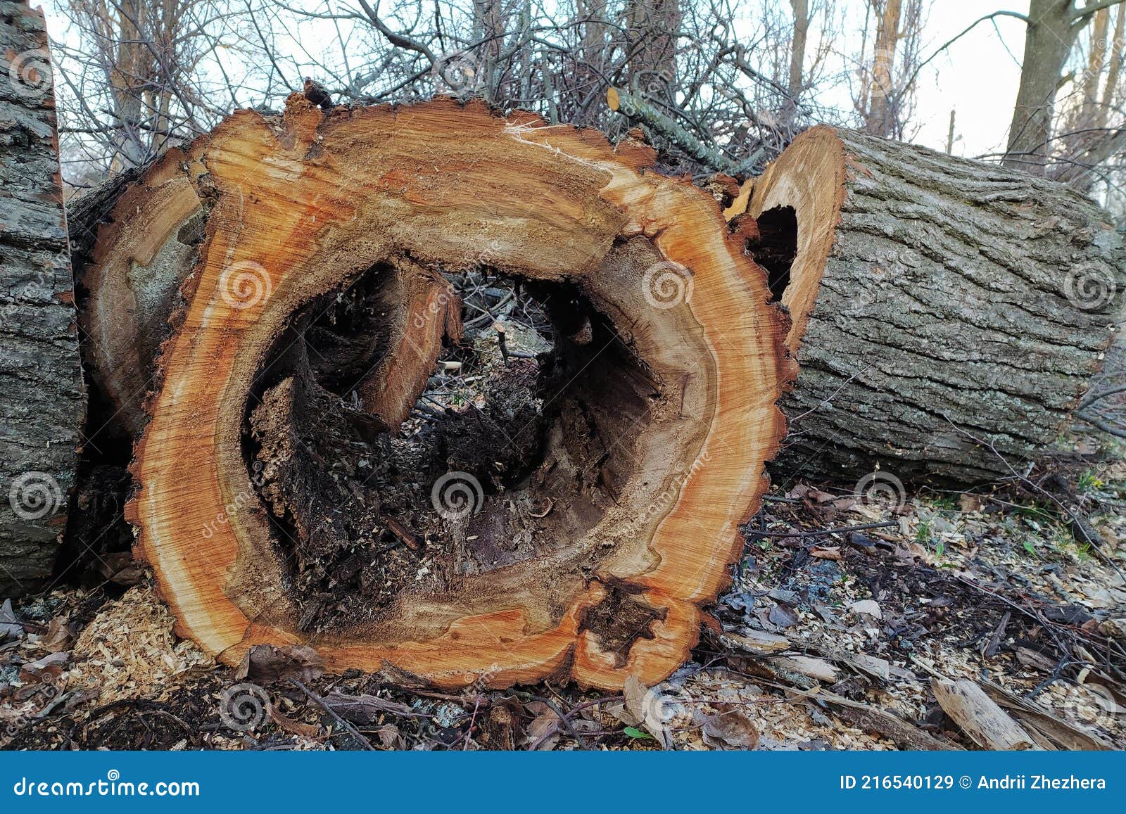 Decayed Tree Trunk, Cut Down Touchwood Used for Timber Stock Image ...