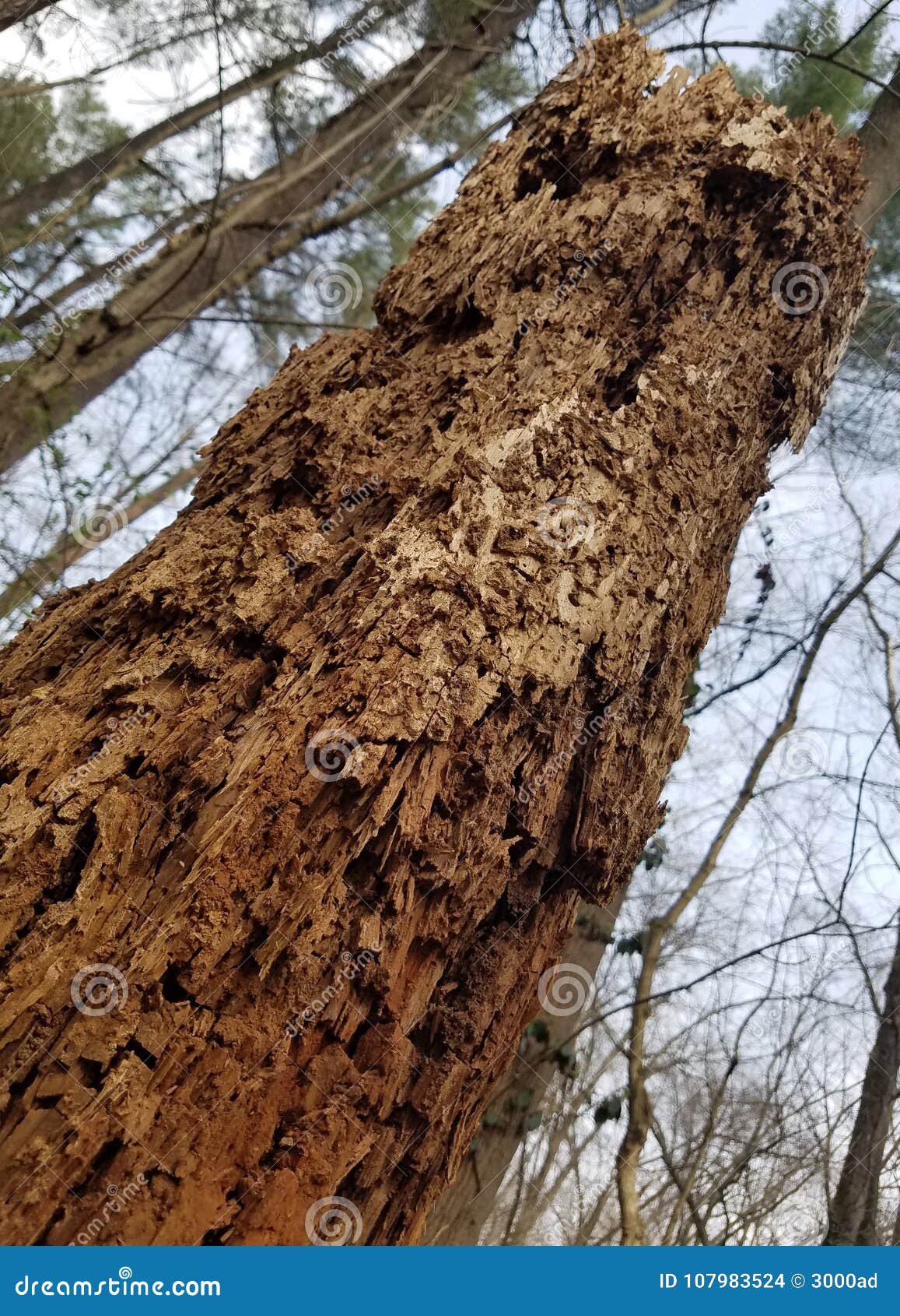 Decayed Tree Trunk in the Forest Stock Photo - Image of wild, antique ...