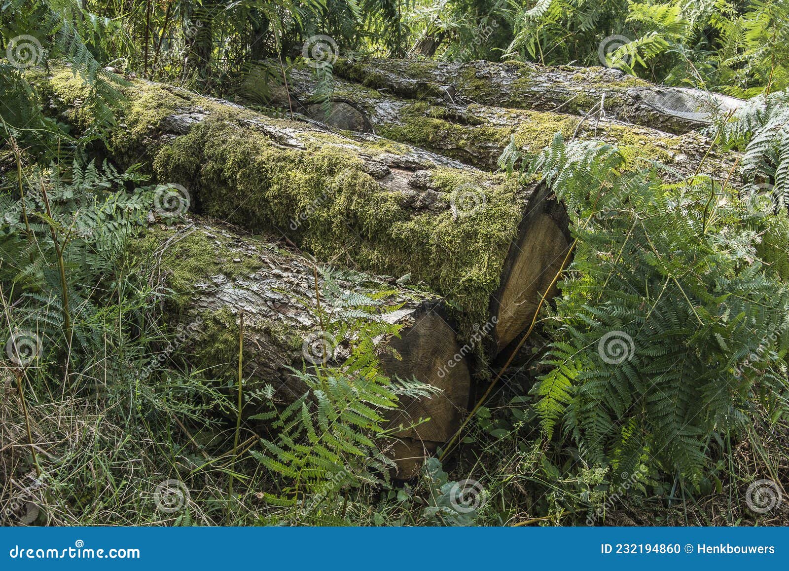 Decayed Tree Trunks with Moss in the French Region Morvan in Summer ...