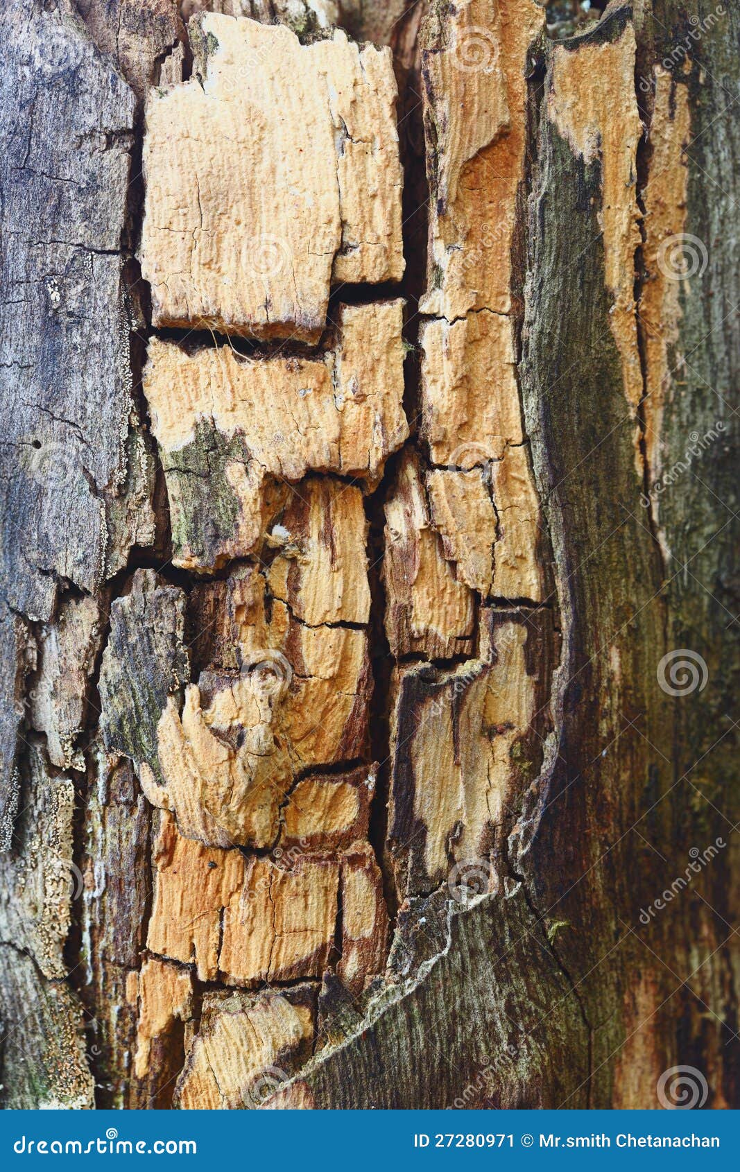 Decayed wood stock image. Image of dark, black, ancient - 27280971