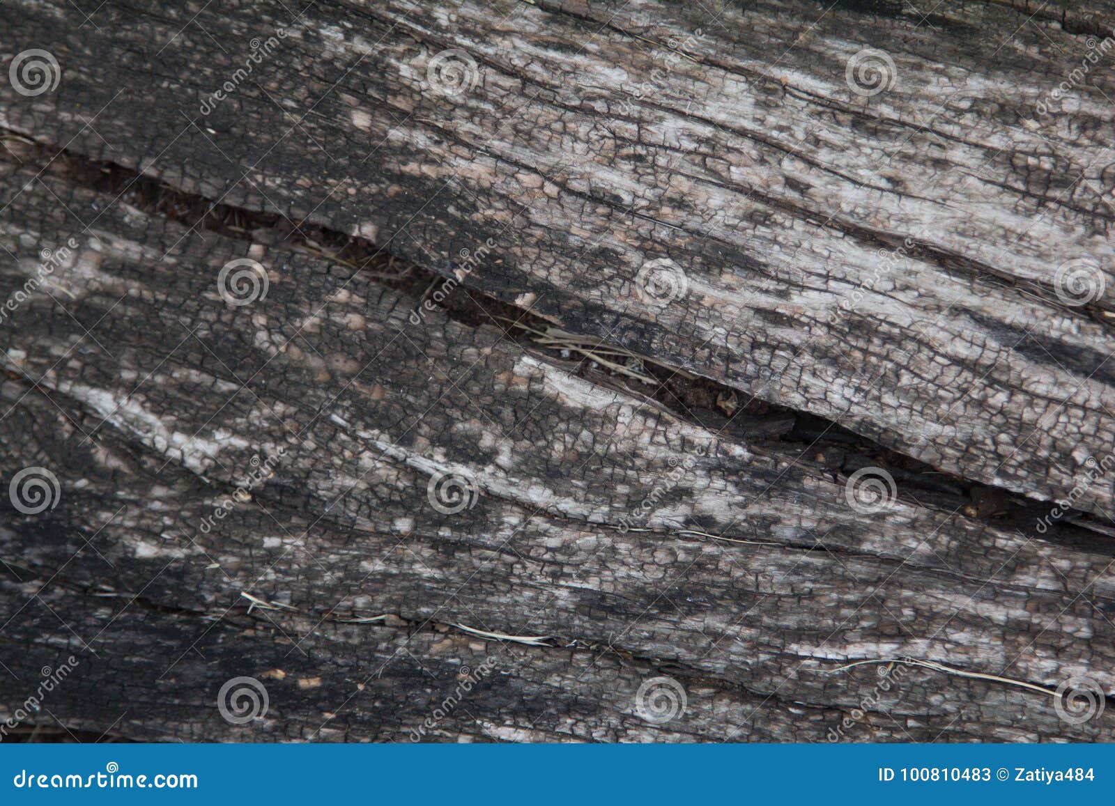 Decayed wood texture stock image. Image of texture, decayed - 100810483