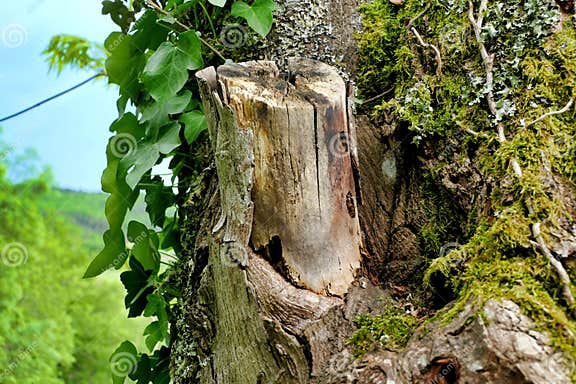 Decaying Apple Tree stock image. Image of circle, environment - 305950703