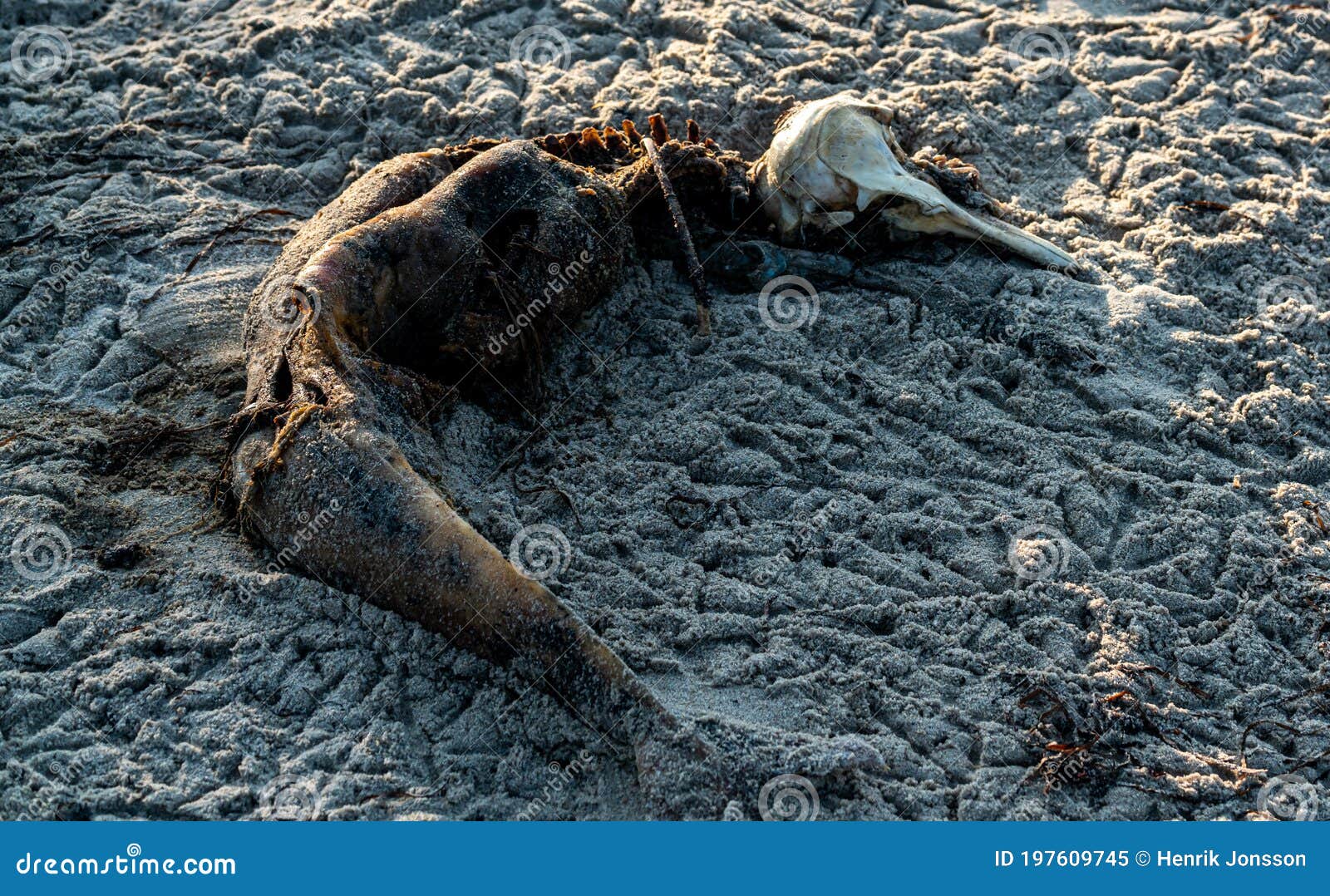 Decaying Body of a Dead Dolphin on the Beach Stock Image - Image of beached, ecology: 197609745