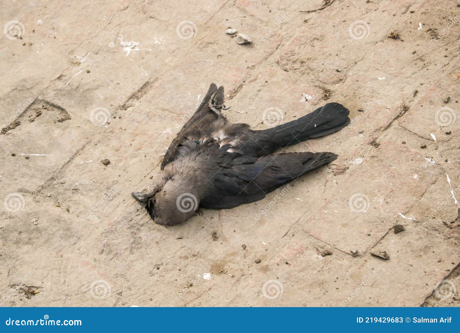 Decaying Body of a Died Crow Stock Image - Image of extinction, death ...