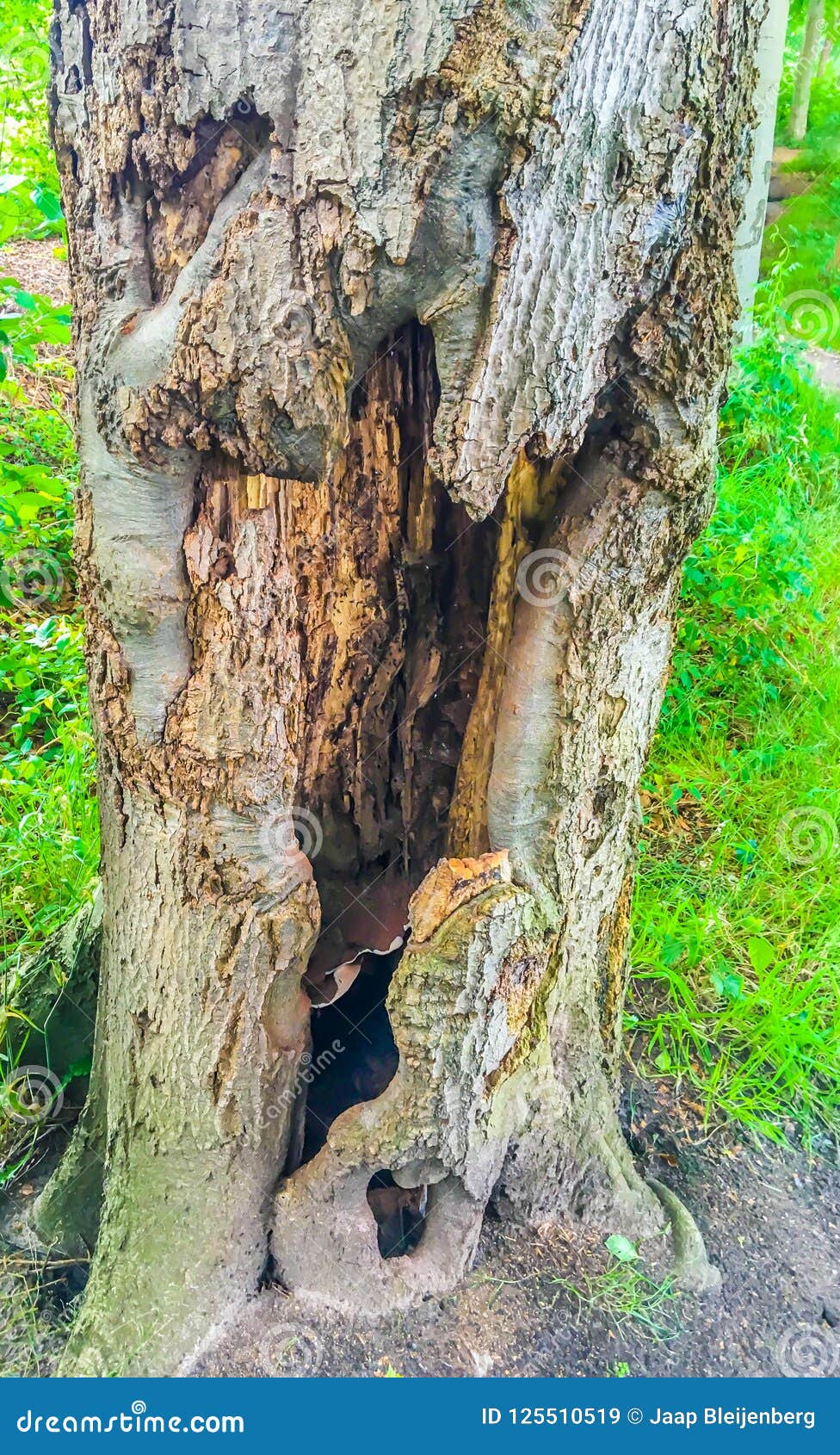 Decaying Dead Tree Trunk with Big Hole and Mushroom Inside Stock Image ...