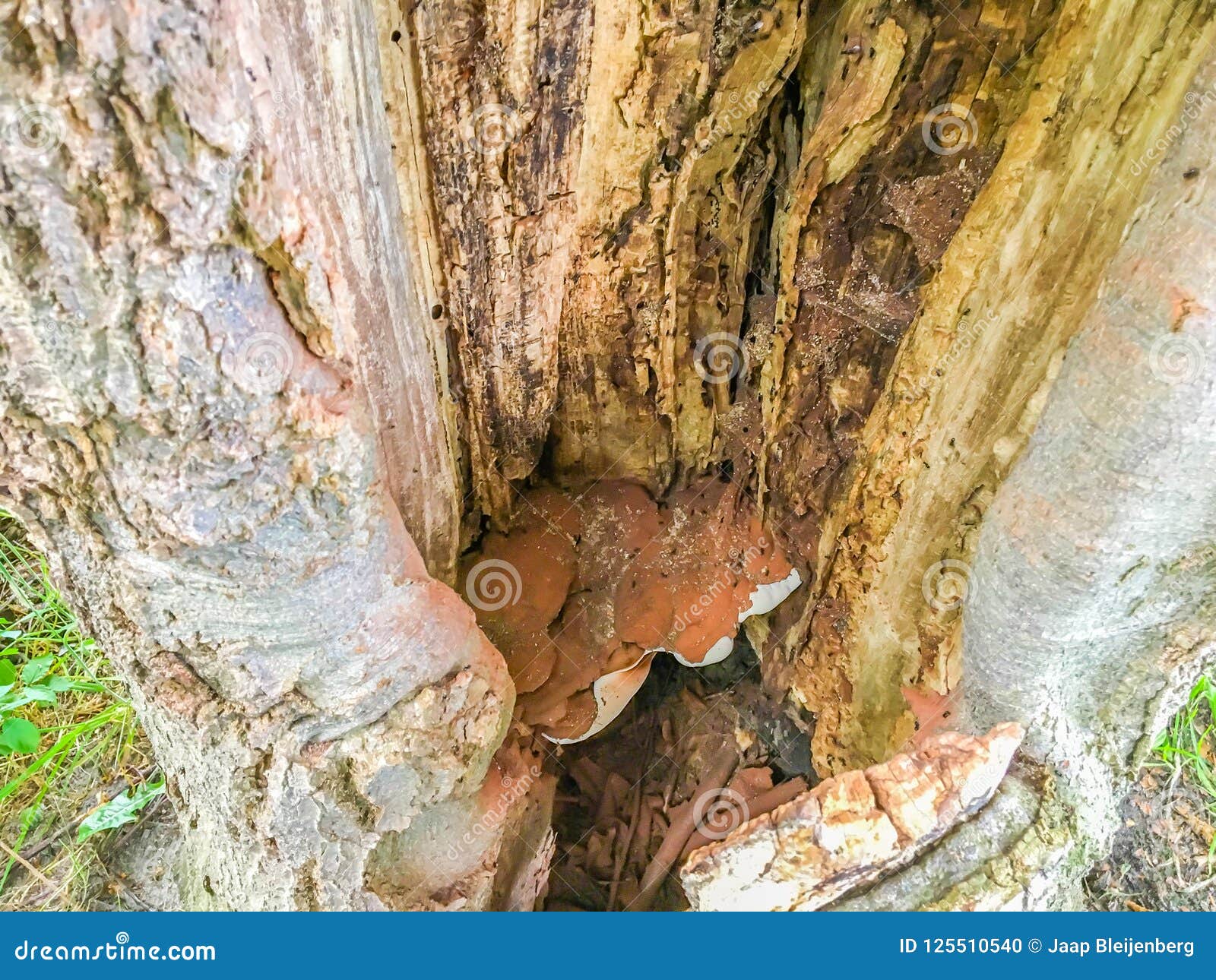 Decaying Dead Tree Trunk with Termites a Mushroom and a Lot of Holes ...