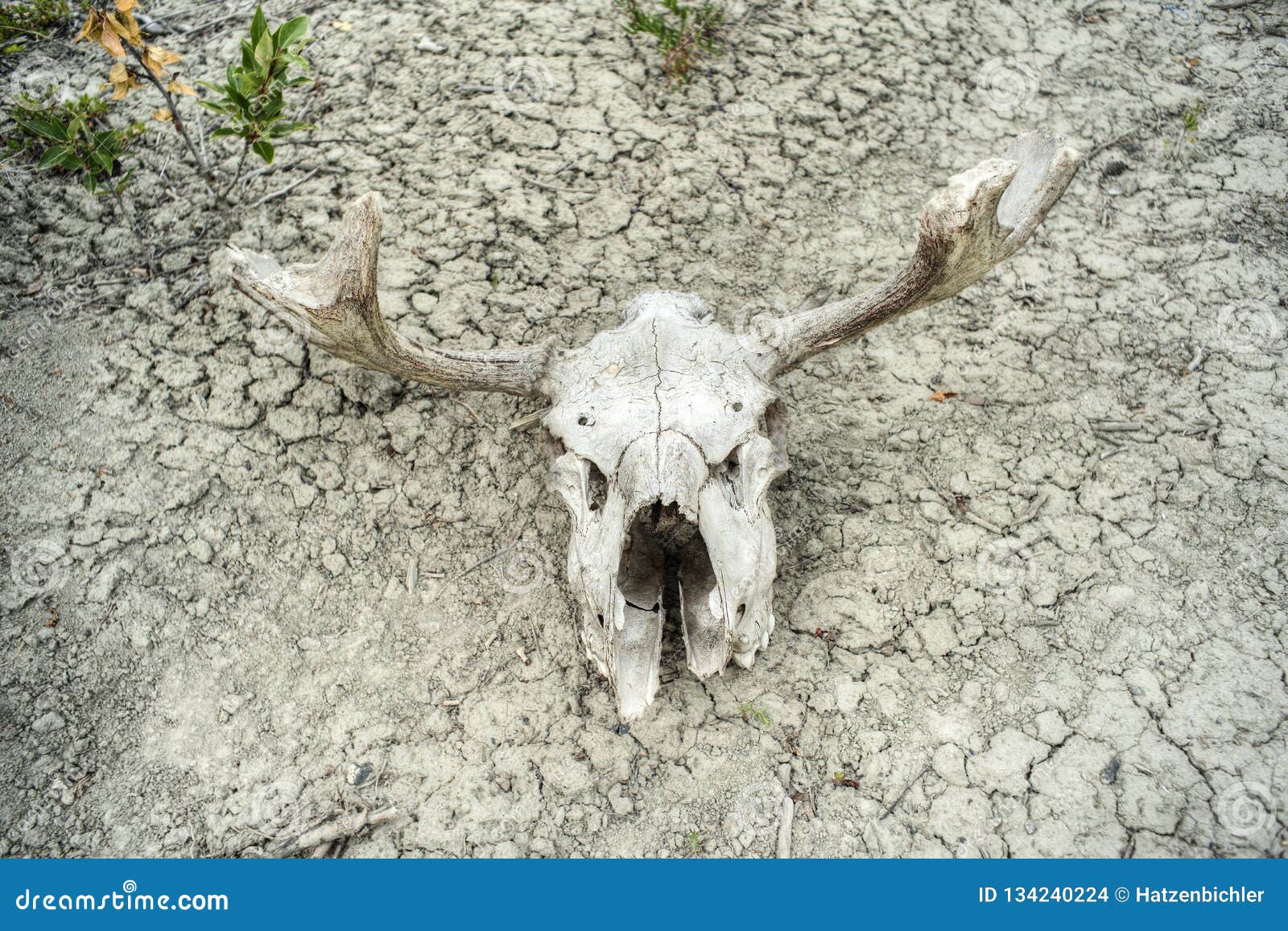 Decaying Elk skull stock photo. Image of animal, head - 134240224