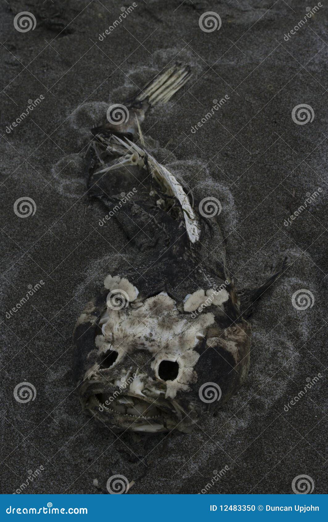 Decaying Fish stock photo. Image of skeleton, aparition - 12483350