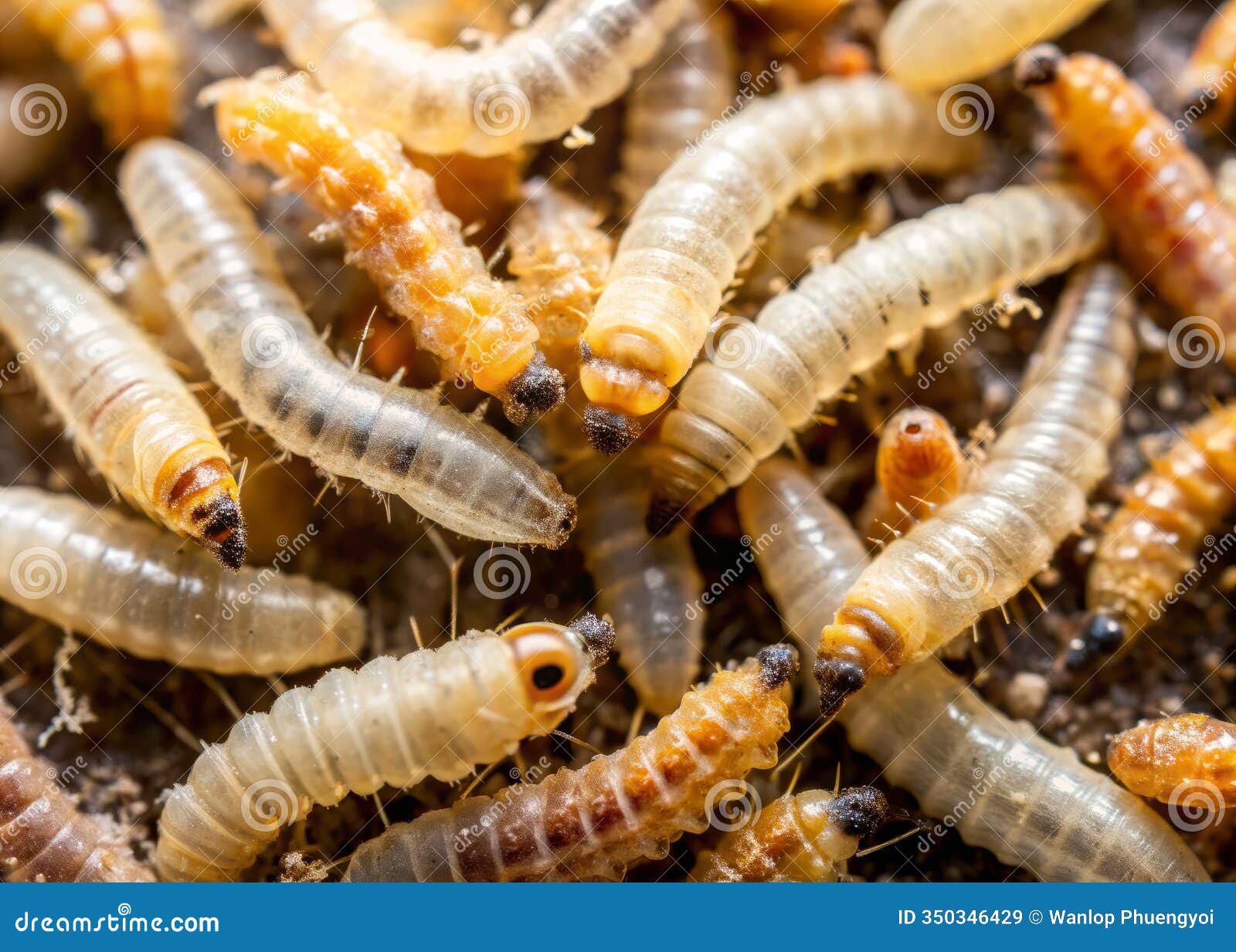 Decaying Flesh and Tiny Maggots Visualizing Redis Experiment Against ...