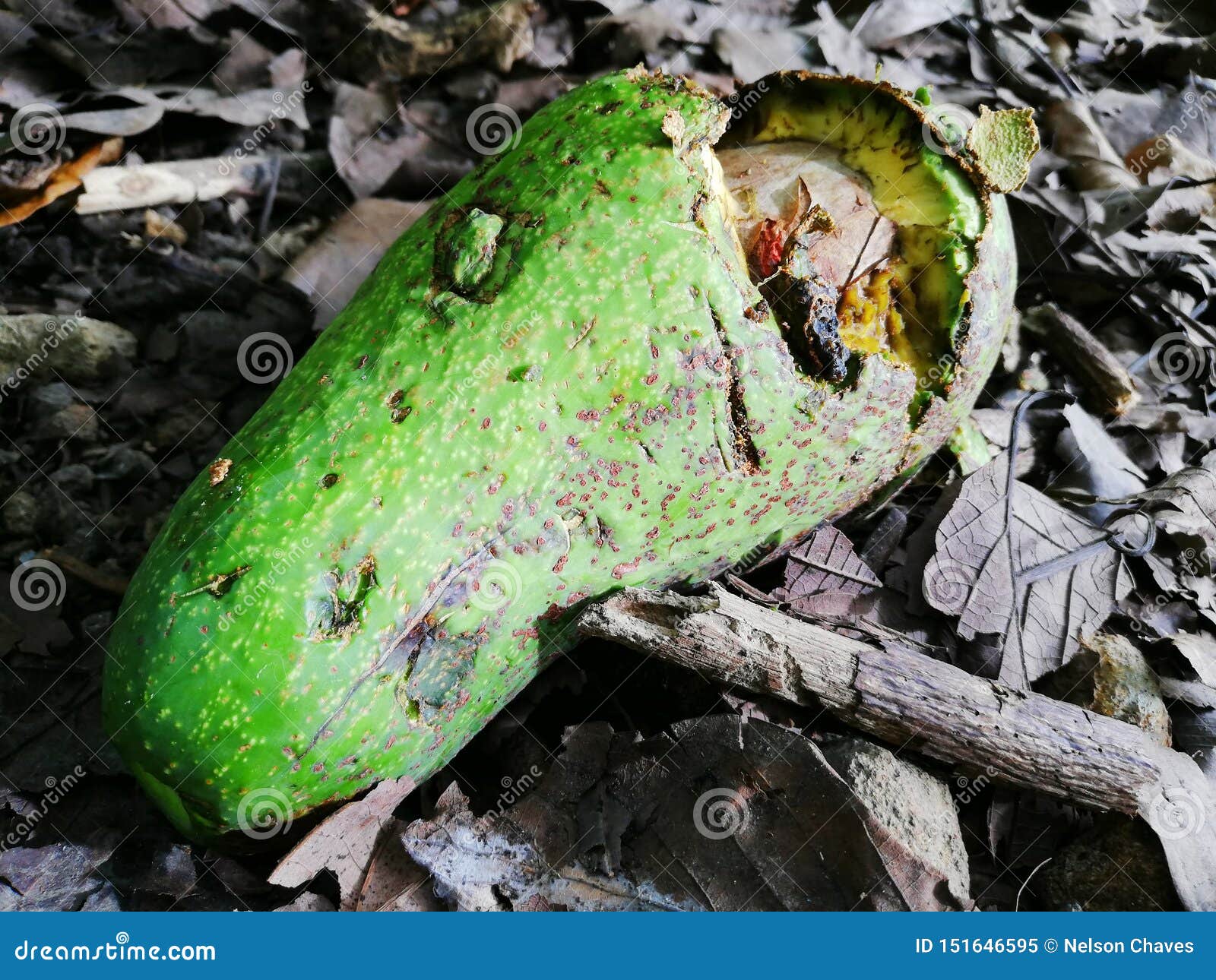 Decaying Body Of A Dead Dolphin On The Beach Stock Photography ...